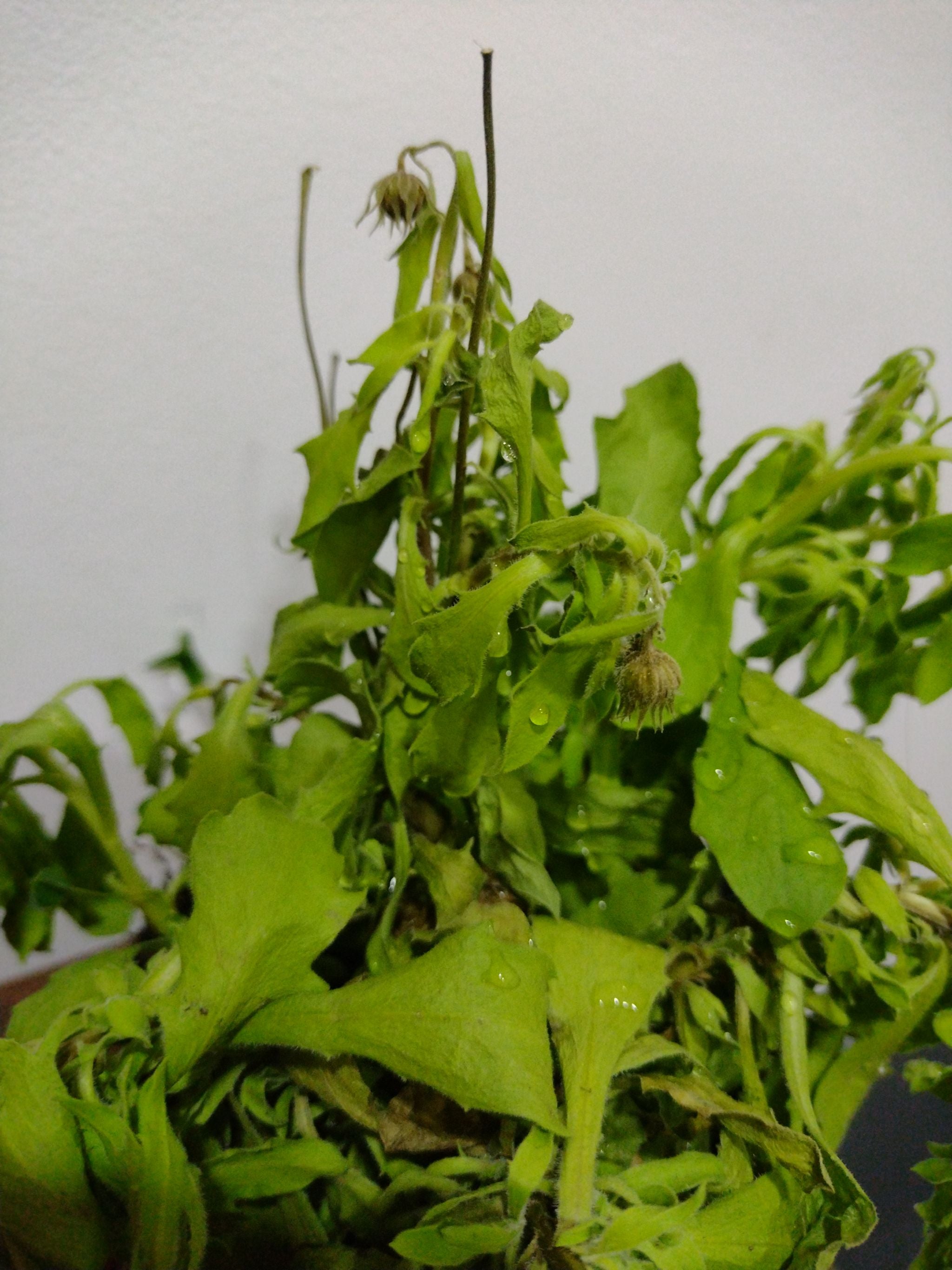 🌼 Osteospermum 'Snow Pixie' Explained: Key Information