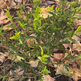 Anigozanthos 'Big Roo Yellow': How Much Water & Light Does it Need to ...