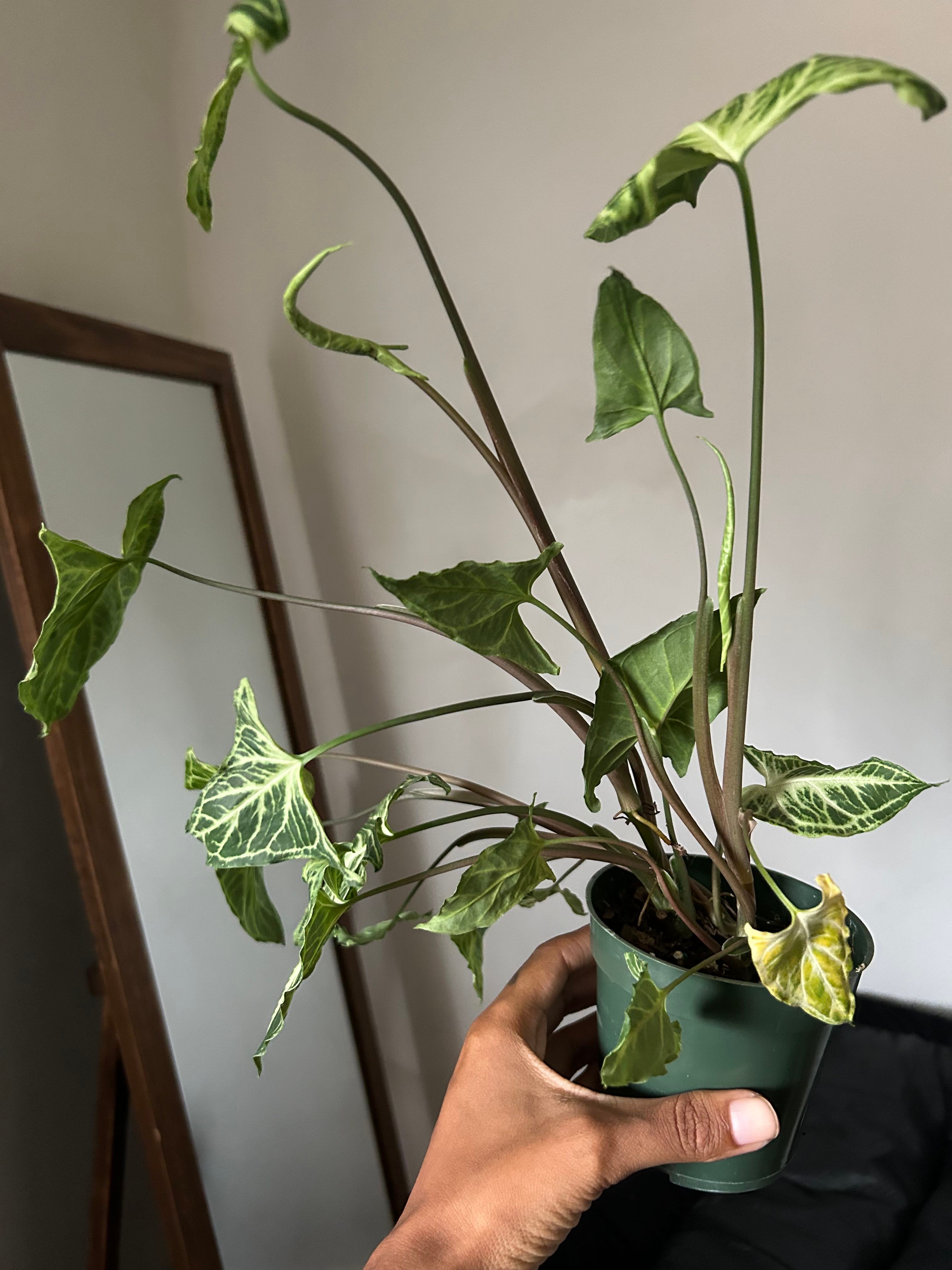 Syngonium 'Batik' Care 101: Water, Light & Growing Tips