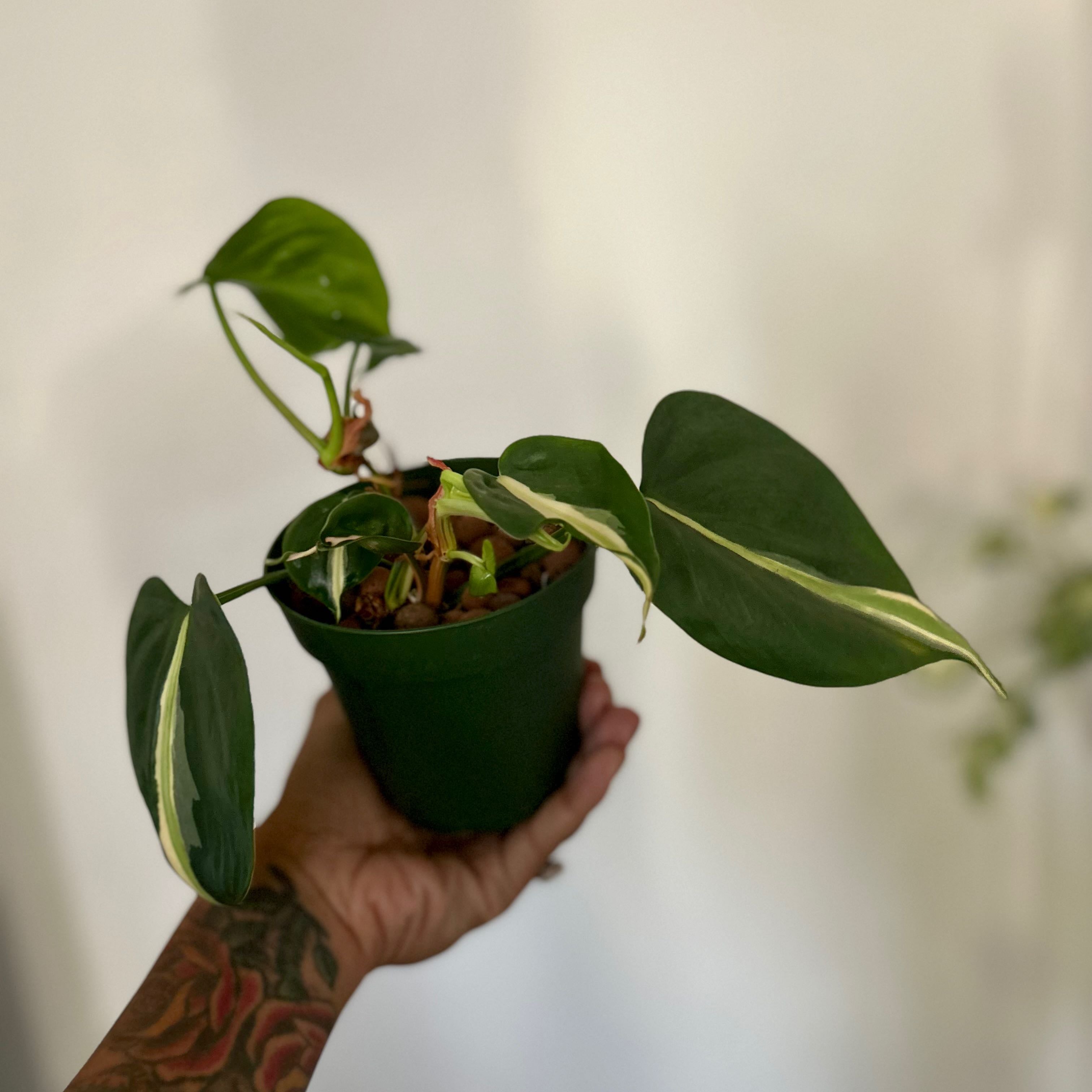 💧 Why Are My Philodendron 'Rio' Leaves Mushy?