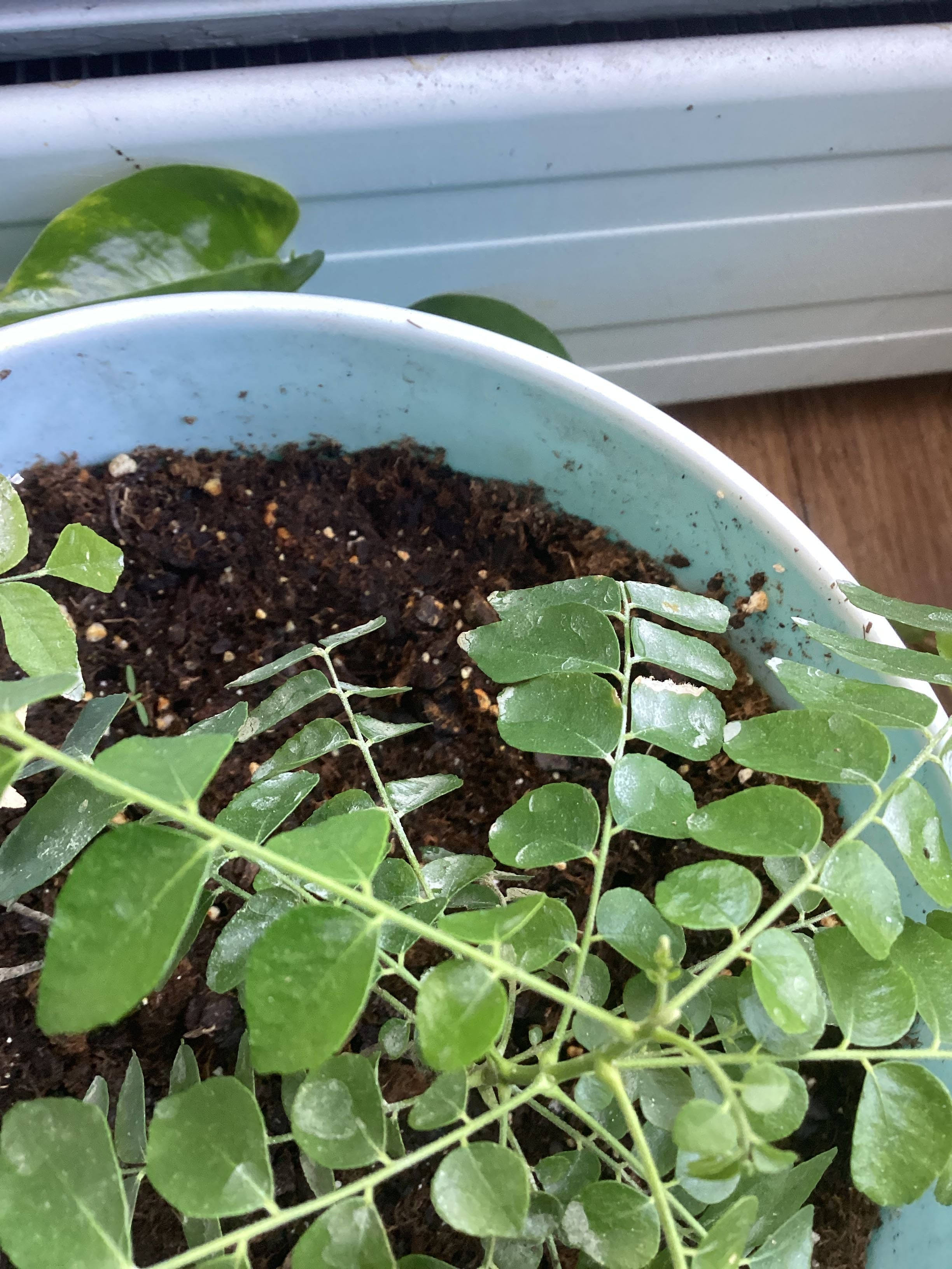 What is happening to my curry tree? It looks like fungus ...
