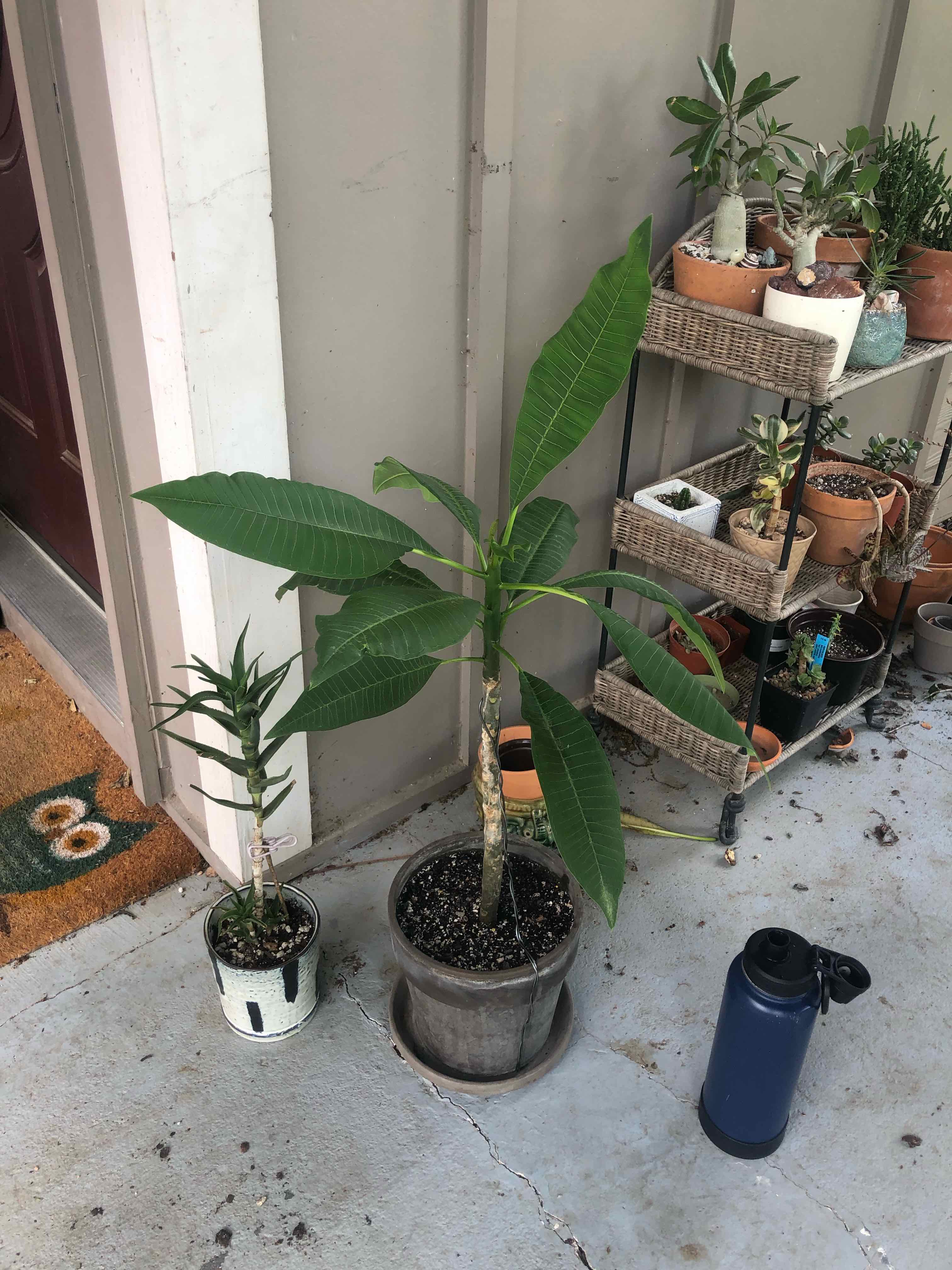 When and Where Should I Trim My Red Frangipani?