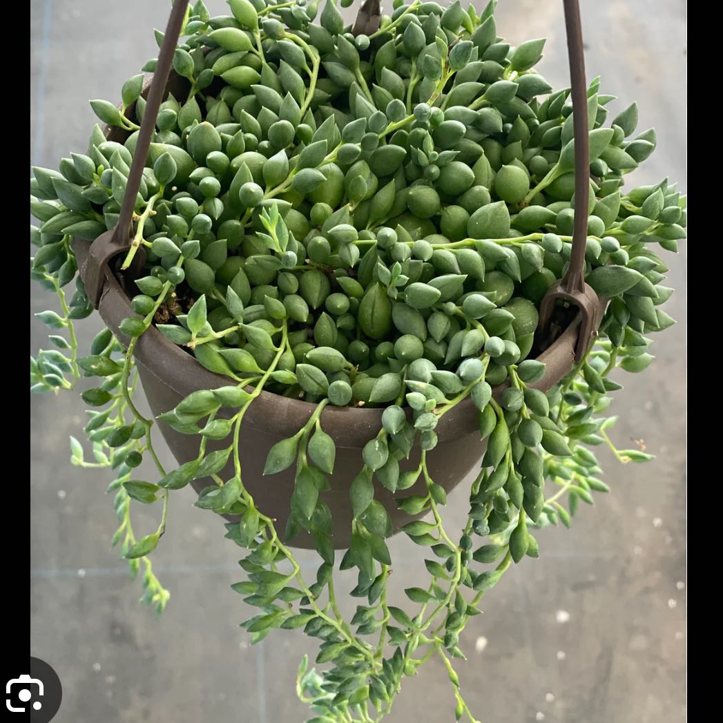 String Of Raindrops Plant Care: Water, Light, Nutrients | Greg App 🌱