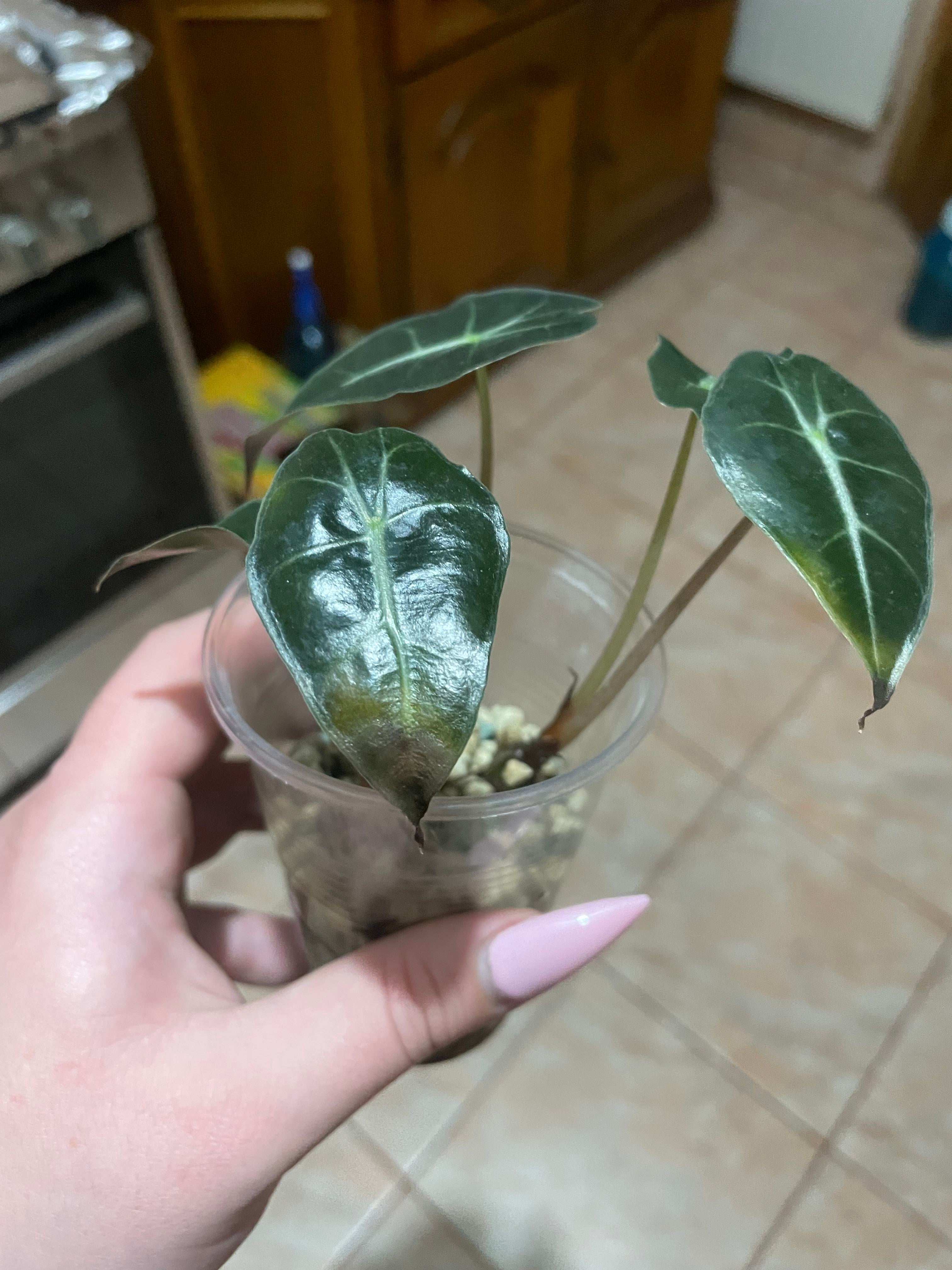 Alocasia Polly - help needed