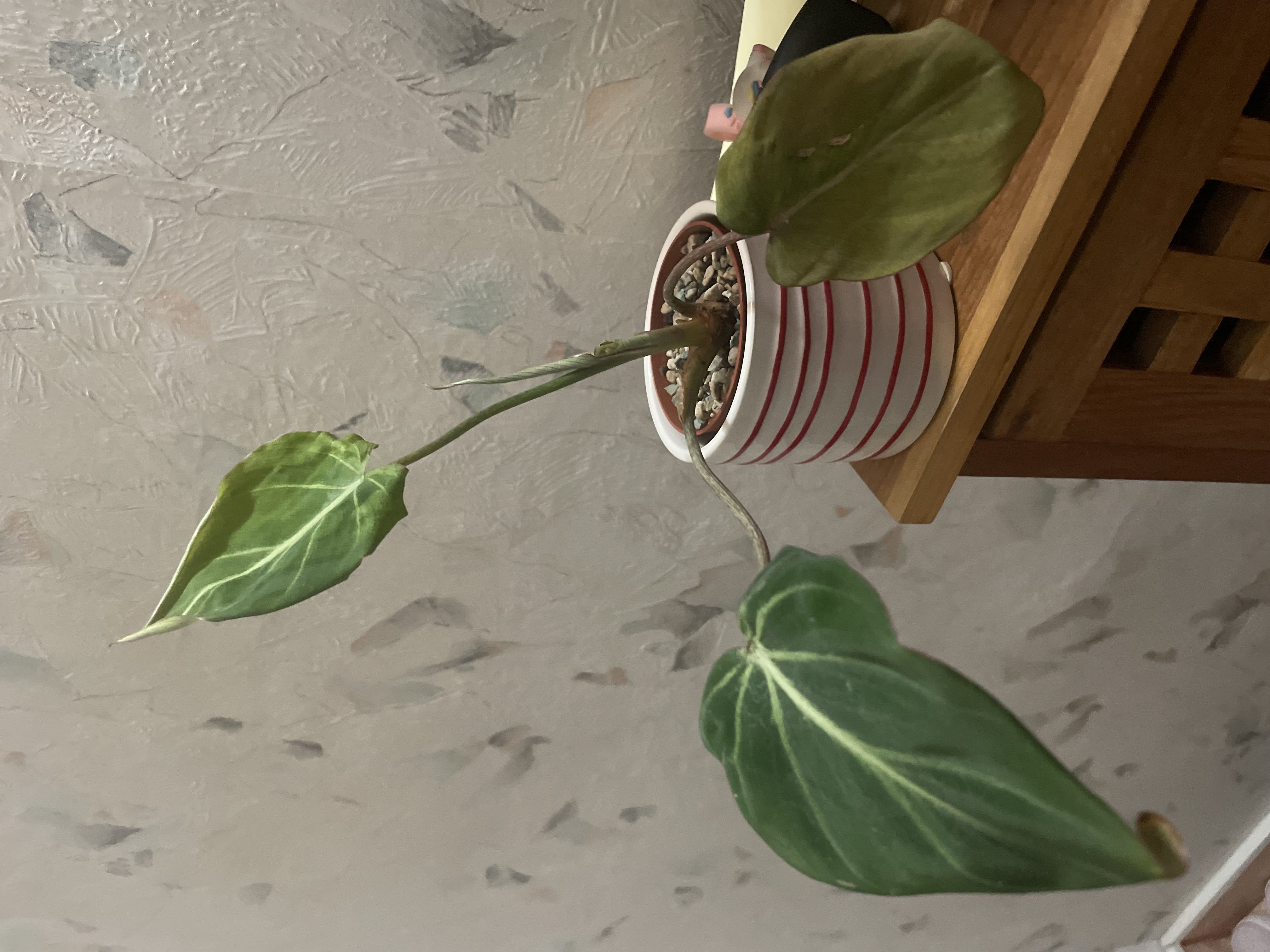 The Complete Linnaei Kunth Plant Care Guide: Water, Light & Beyond