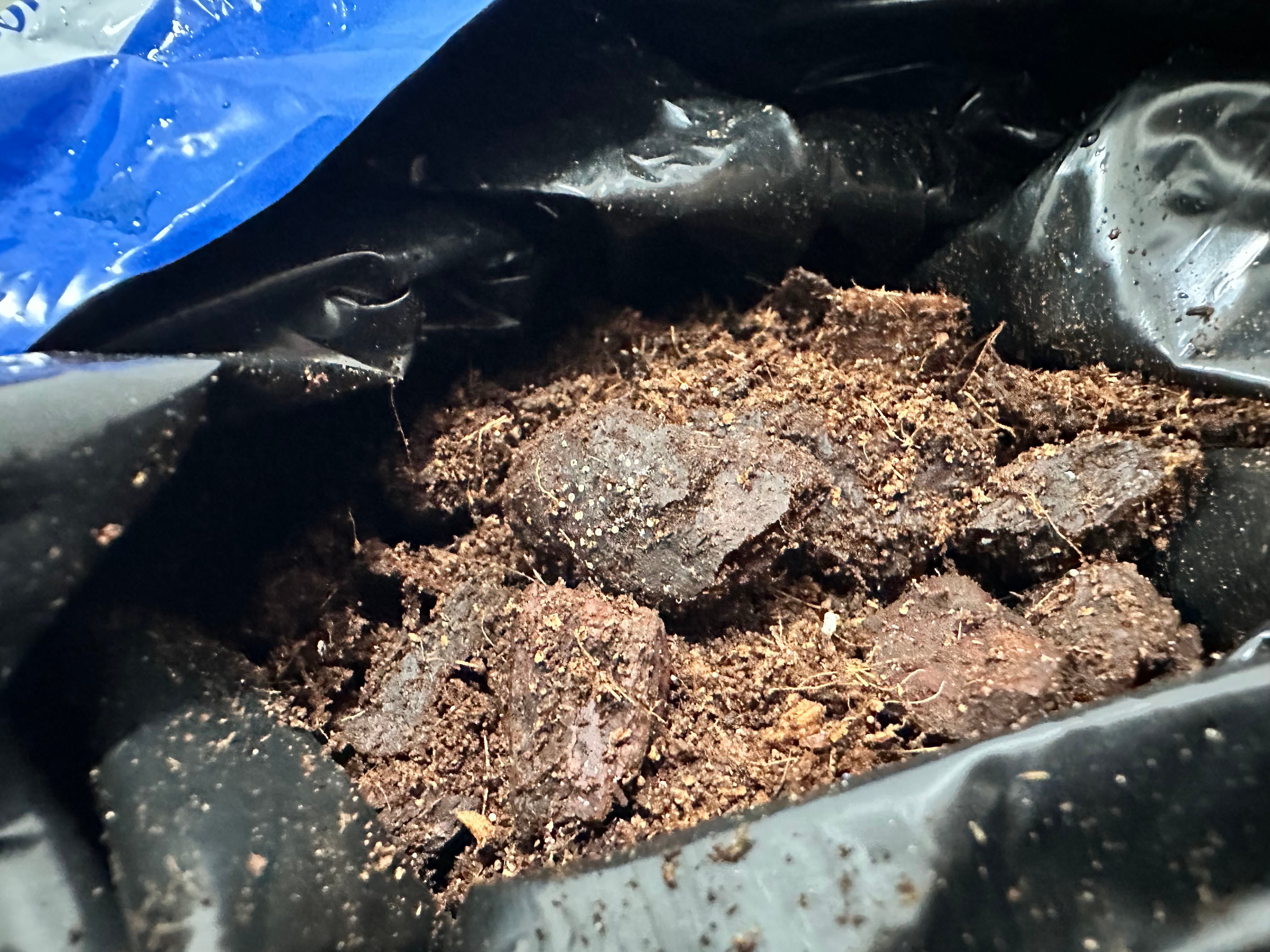 The Complete Linnaei Kunth Plant Care Guide: Water, Light & Beyond