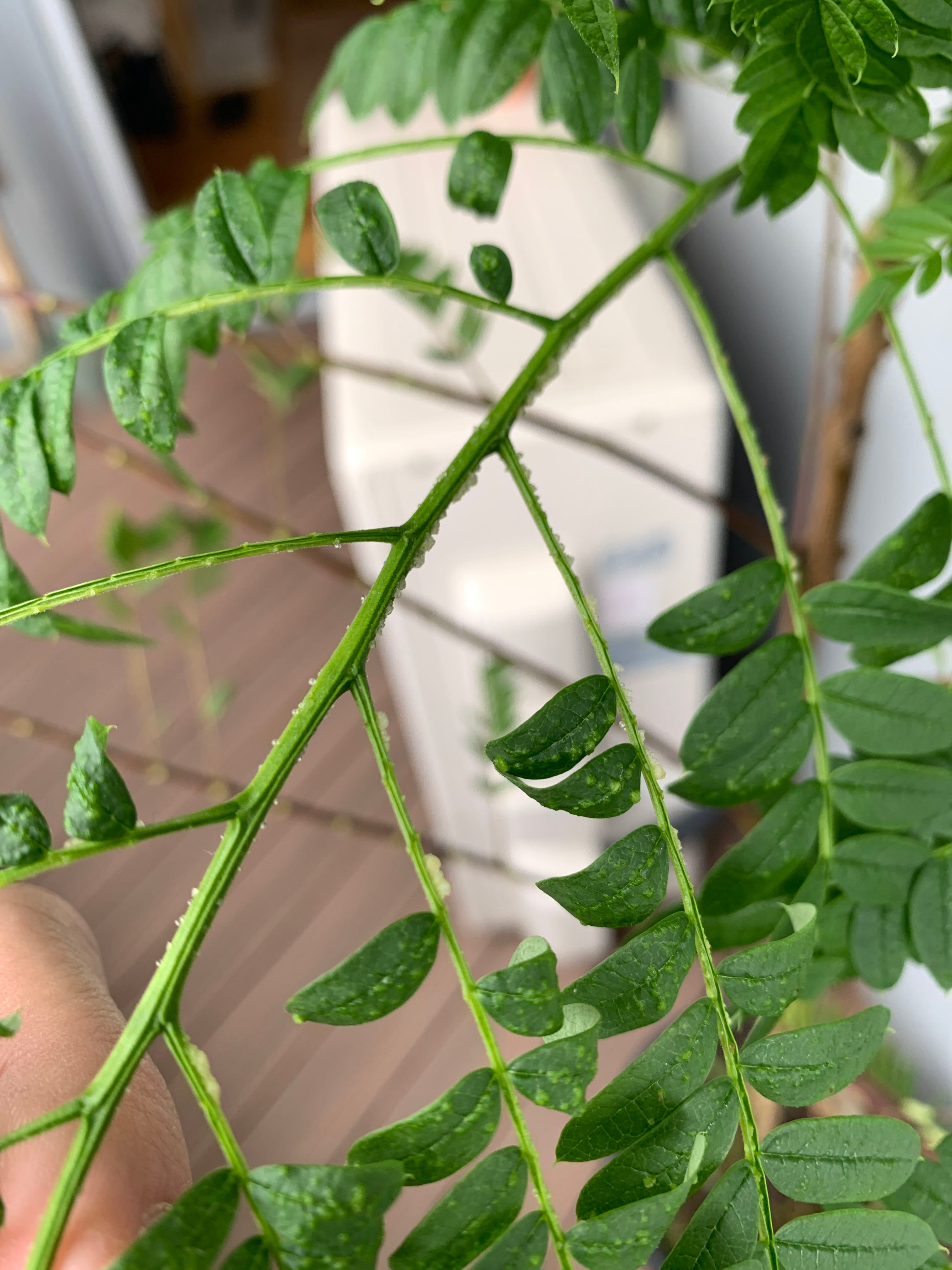 🌸 Jacaranda Tree Hardiness Zones Ultimate Guide: 9a-11b