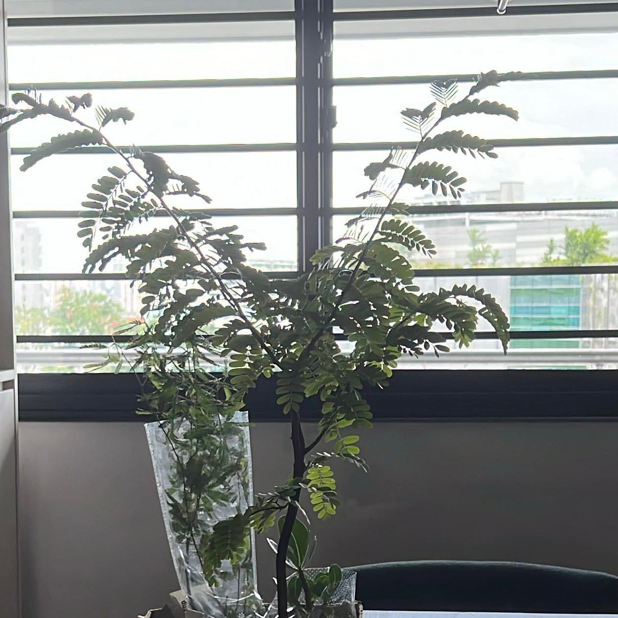 5 Tamarind Varieties You Didn't Know About