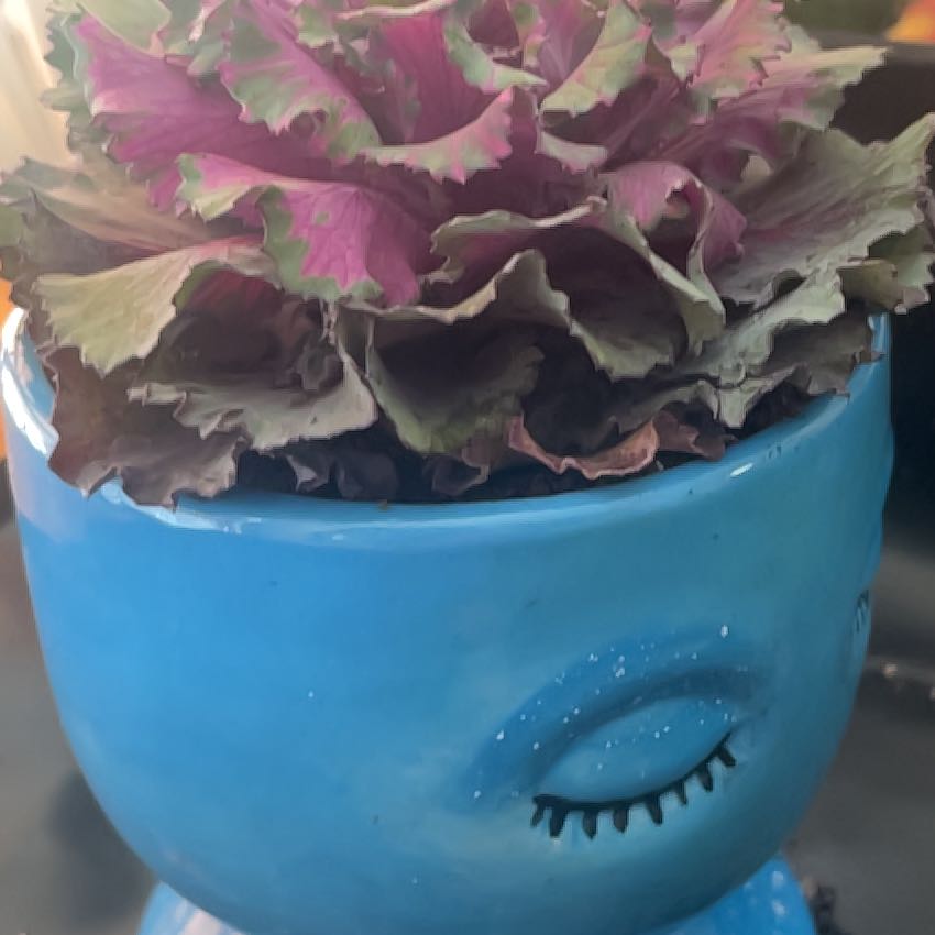 Ornamental Kale 'Pigeon Purple' Care 101: Water, Light & Growing Tips