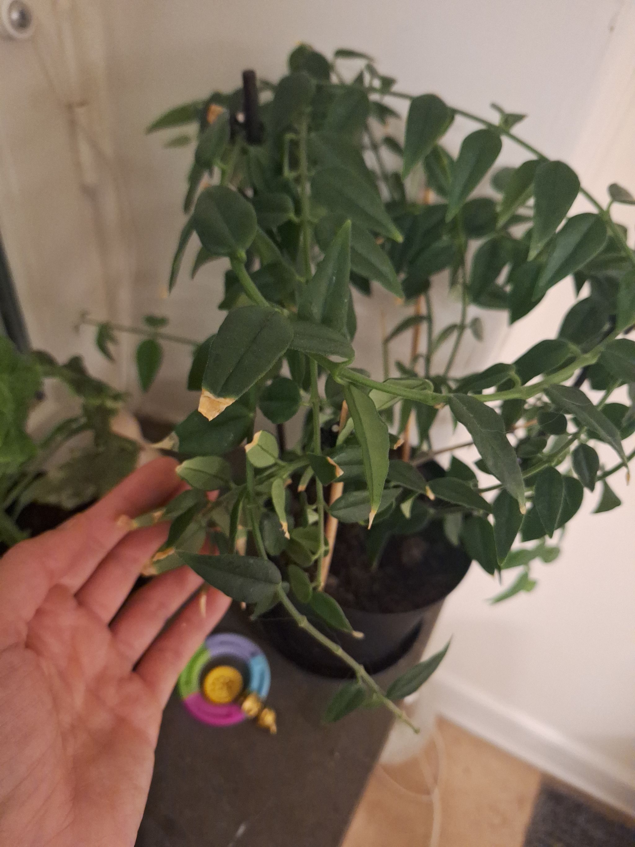 Hoya 'Chouke' Care 101: Water, Light & Growing Tips