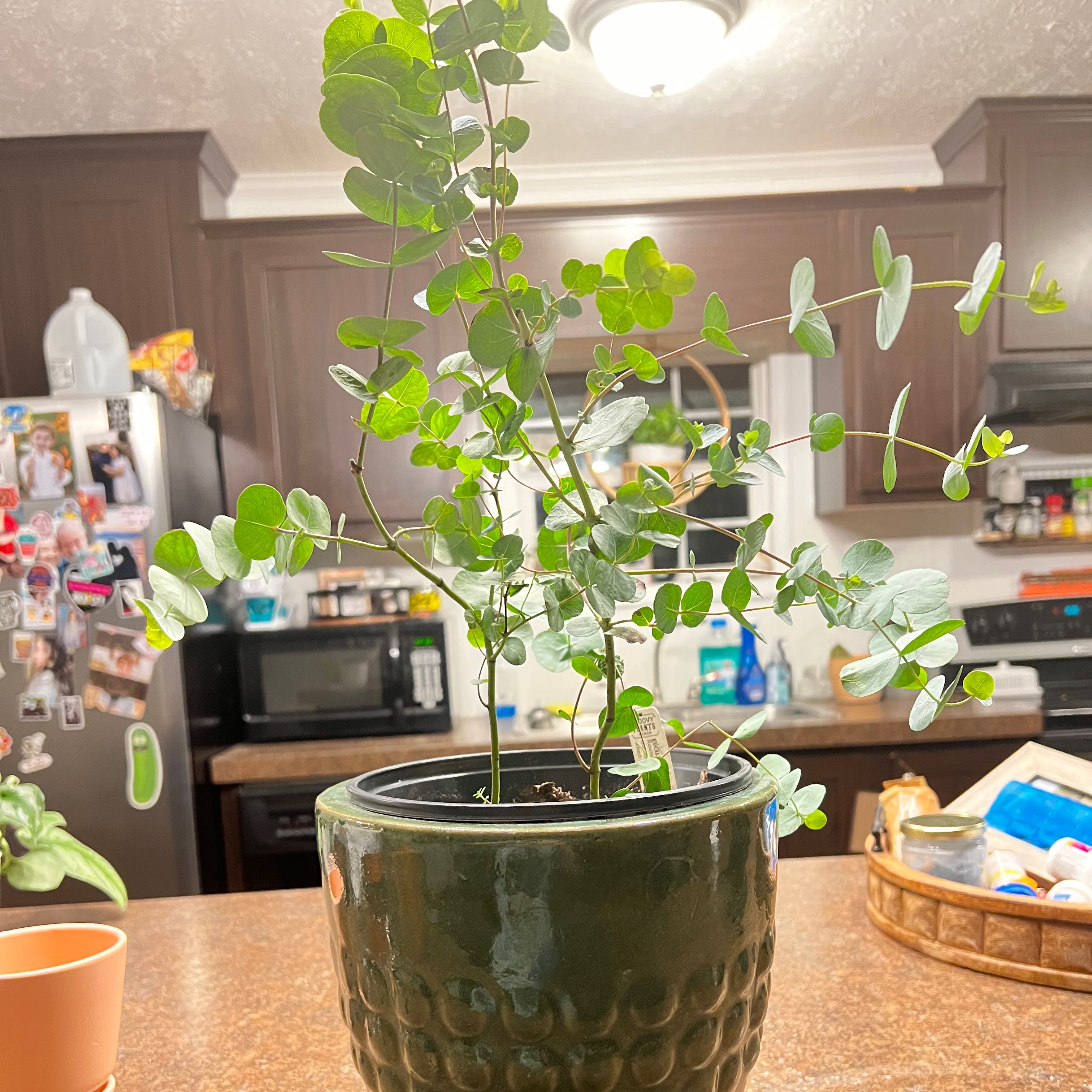 Why Are There Brown Spots on My Silver Dollar Tree Leaves?