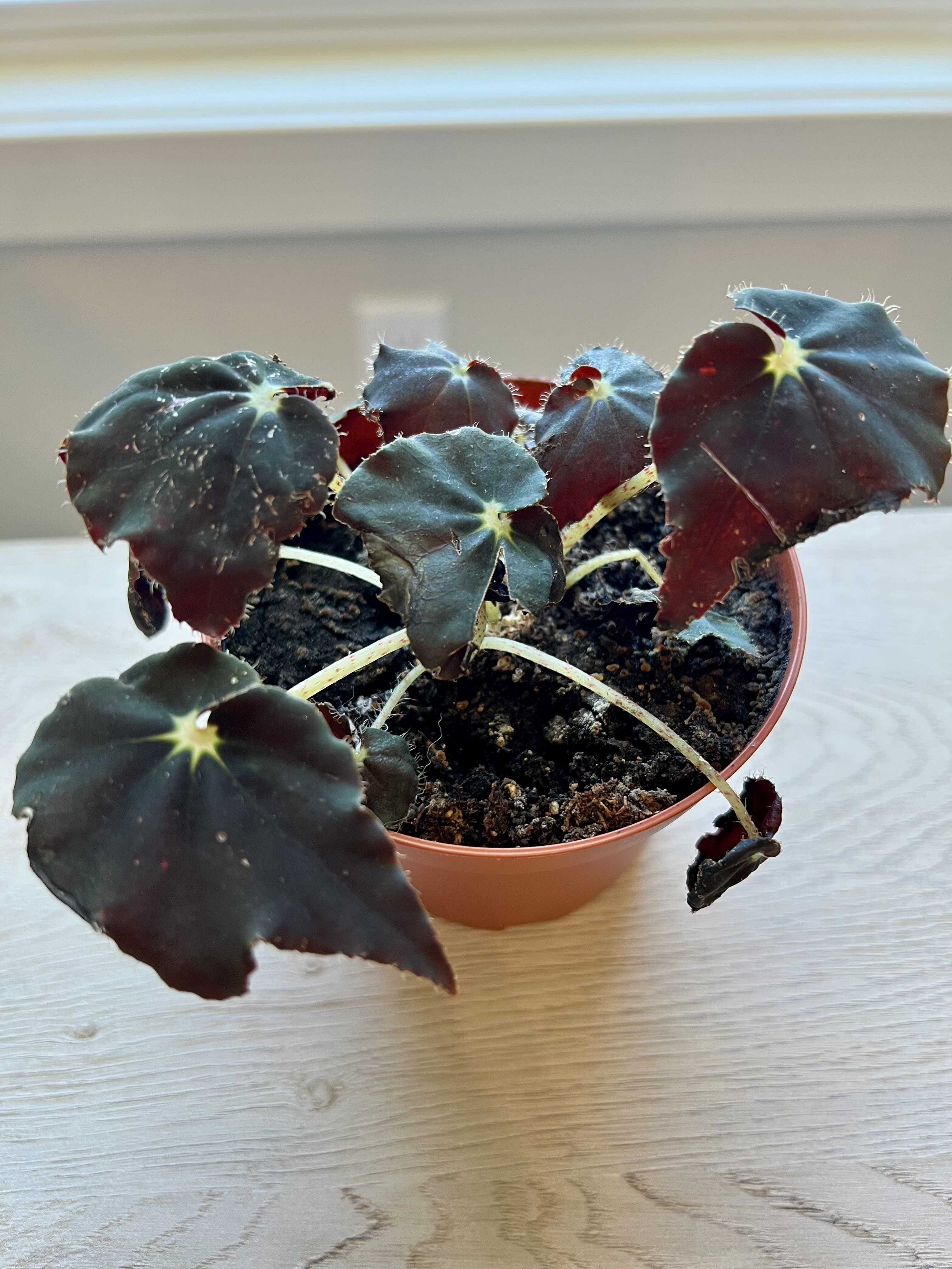 Begonia 'Black Mamba' Plant Care: Water, Light, Nutrients | Greg App 🌱