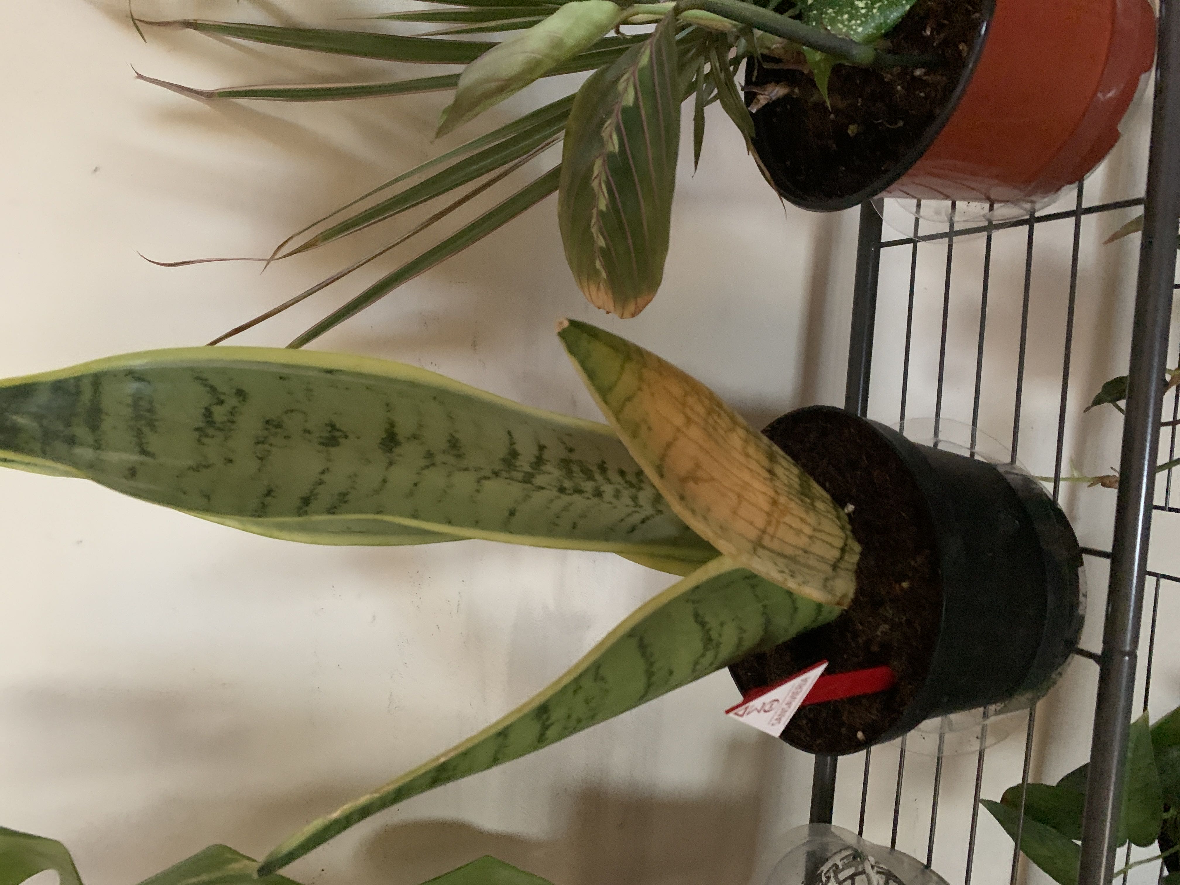 How Do I Fix sansevieria 'samurai' root rot?