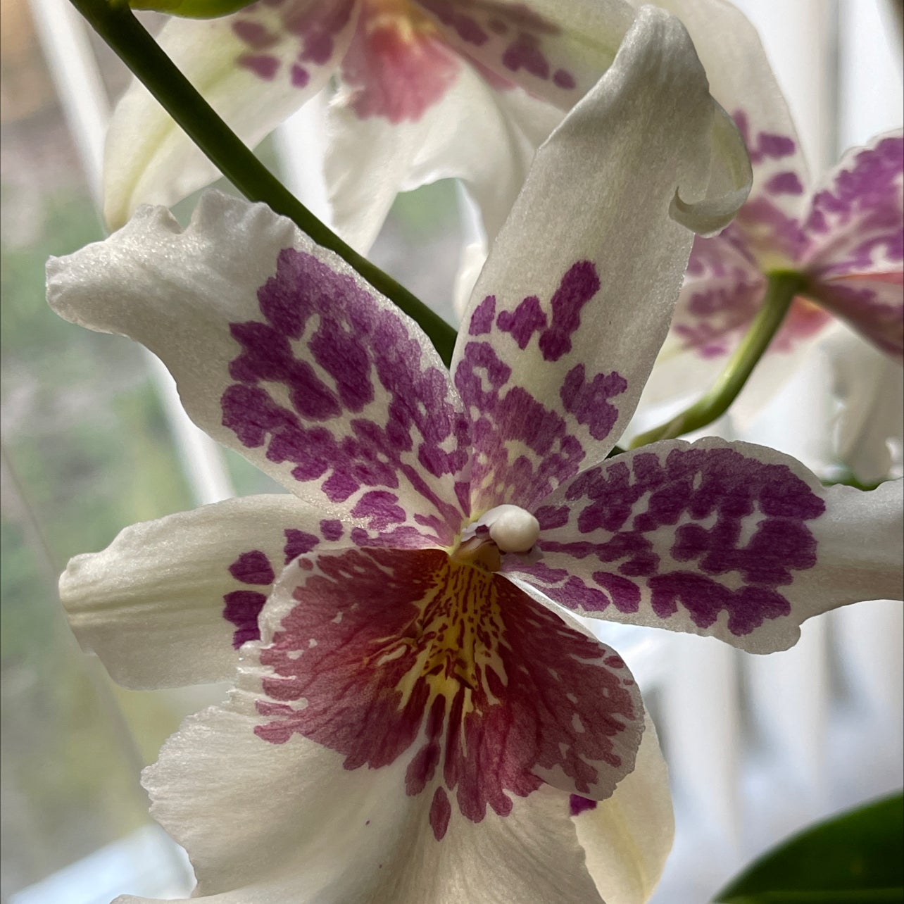 Hilo Sparkle Orchid Plant Care: Water, Light, Nutrients | Greg App 🌱