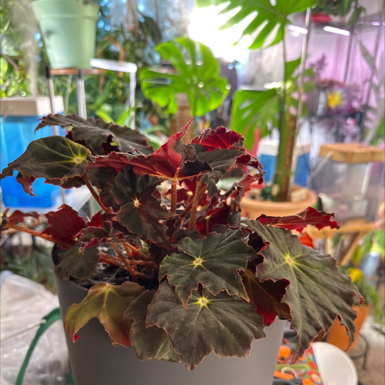 How to Care for Begonia josephi var. macrocarpa: Mastering Water ...