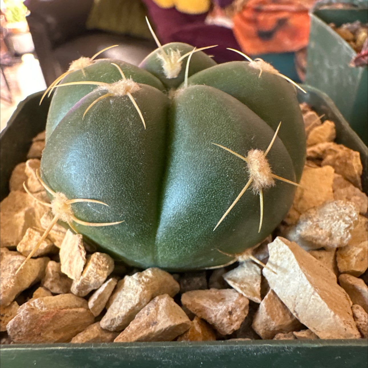 Spider Cactus Plant Care: Water, Light, Nutrients | Greg App 🌱