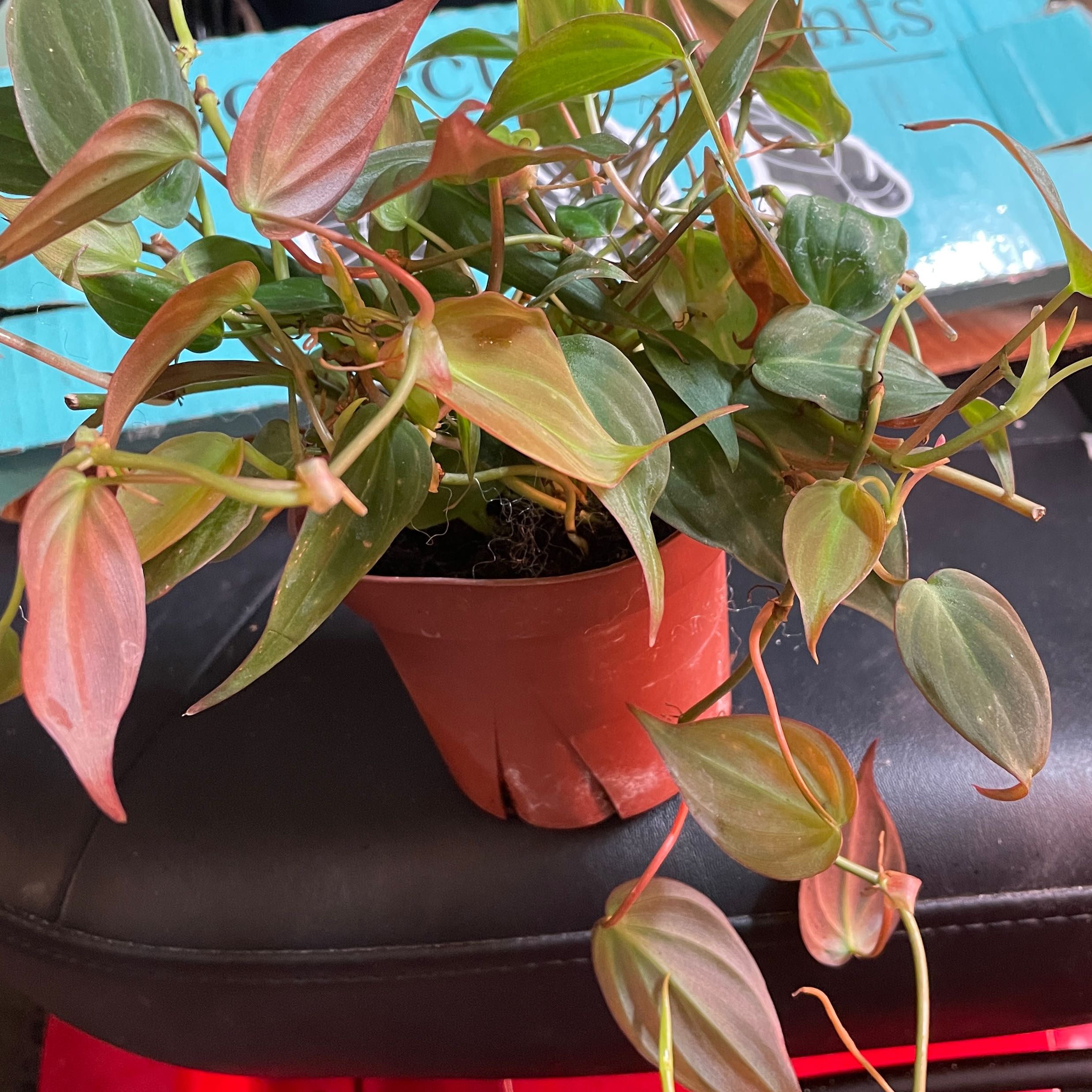 Messi | A plant by @ShellysPlants on Greg