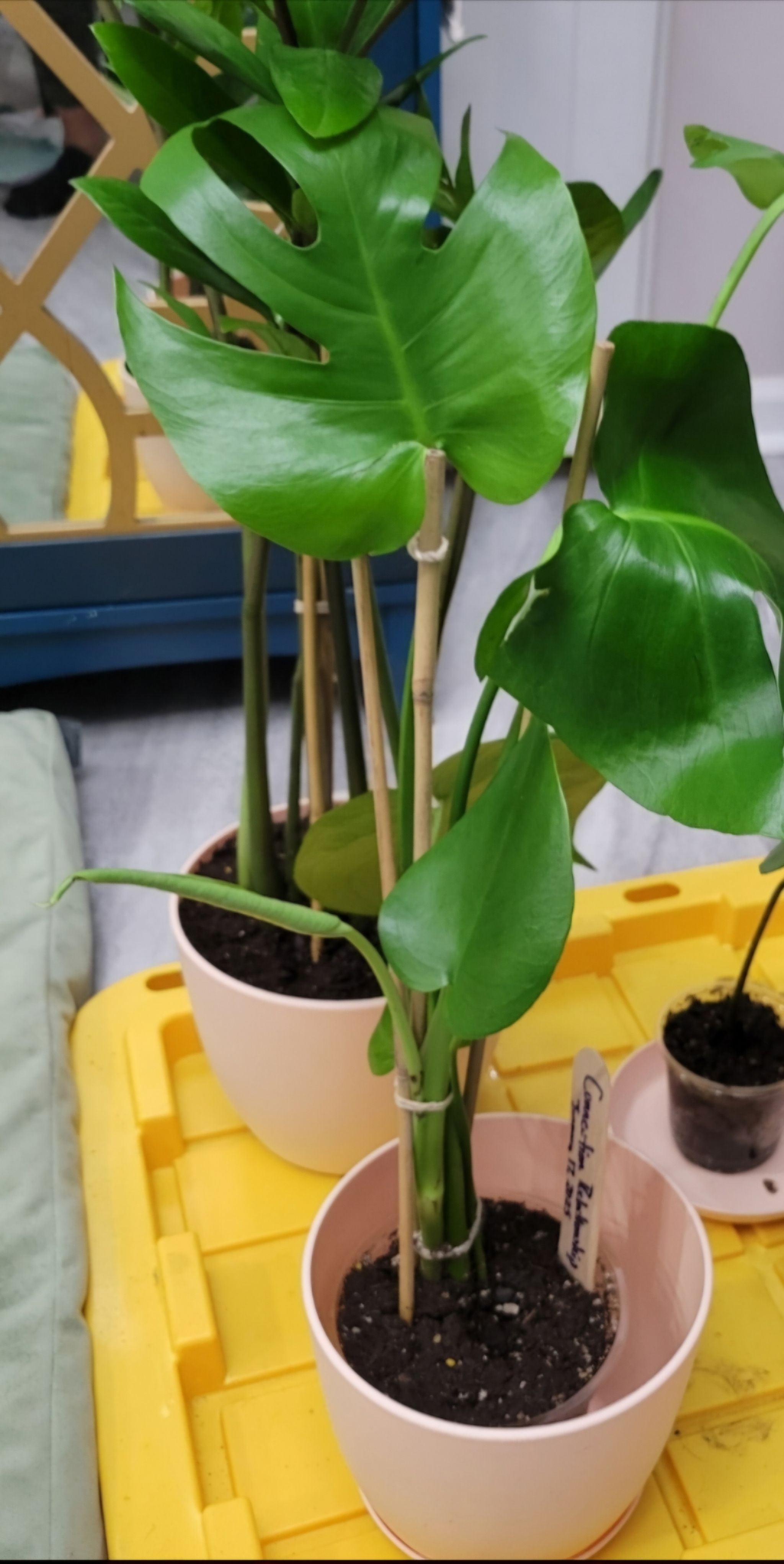 Keep Your Monstera anomala Alive: Light, Water & Care Instructions