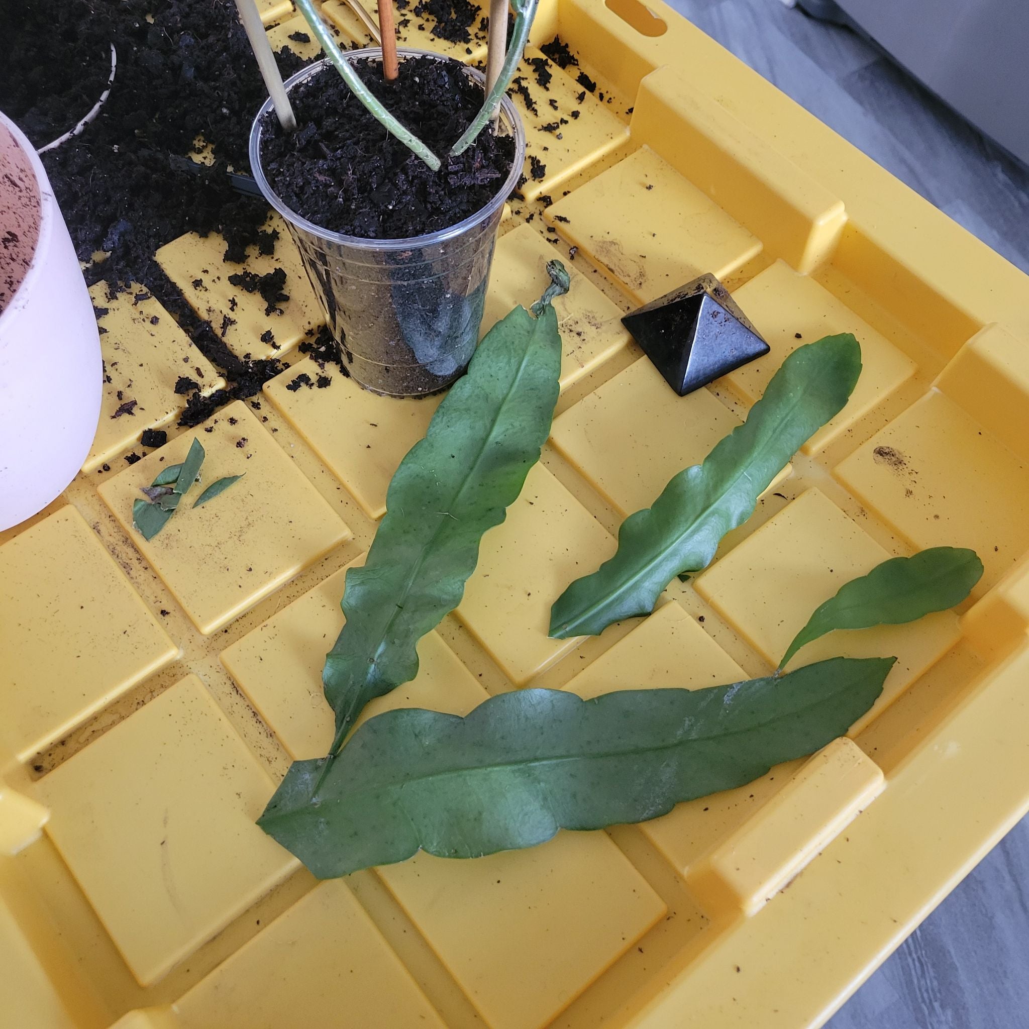 How to Care for shark fin cactus: Mastering Water, Sunlight & More