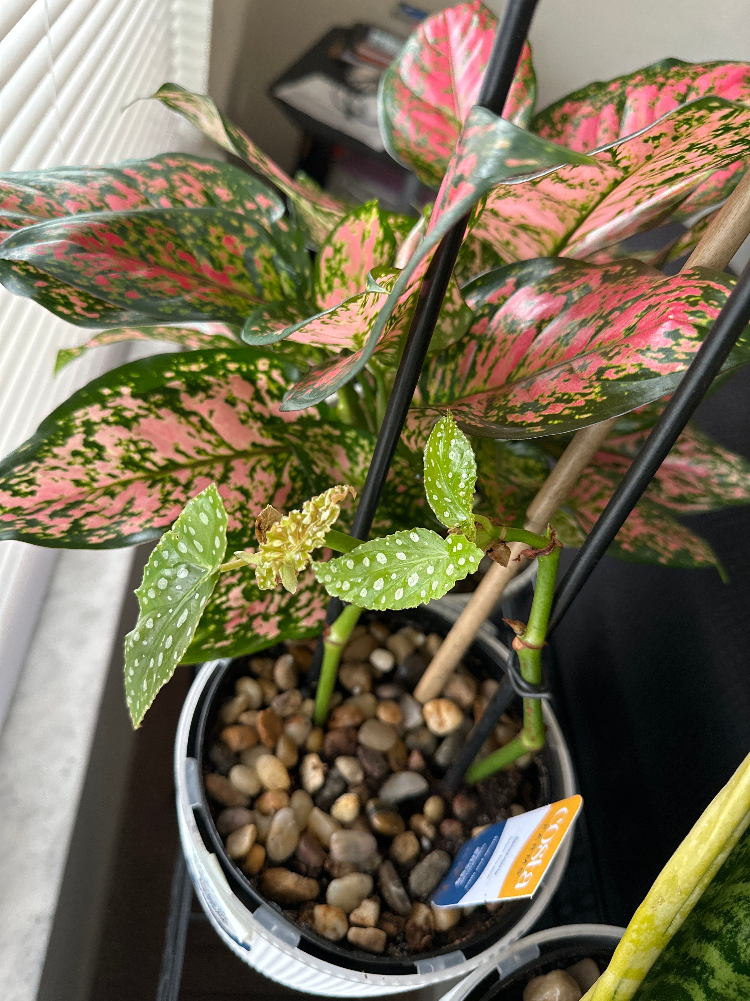 The Complete Begonia 'Nonstop Mocca Yellow' Plant Care Guide: Water ...