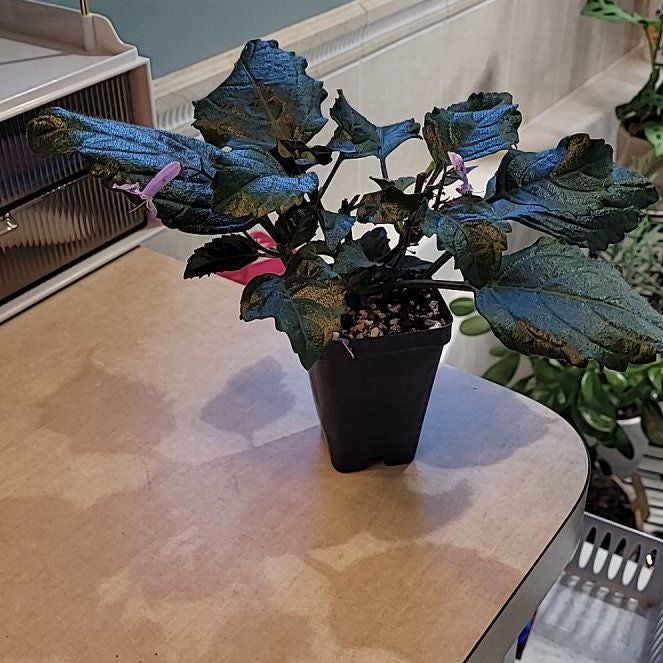 How to Care for Zulu Spurflower: Mastering Water, Sunlight & More