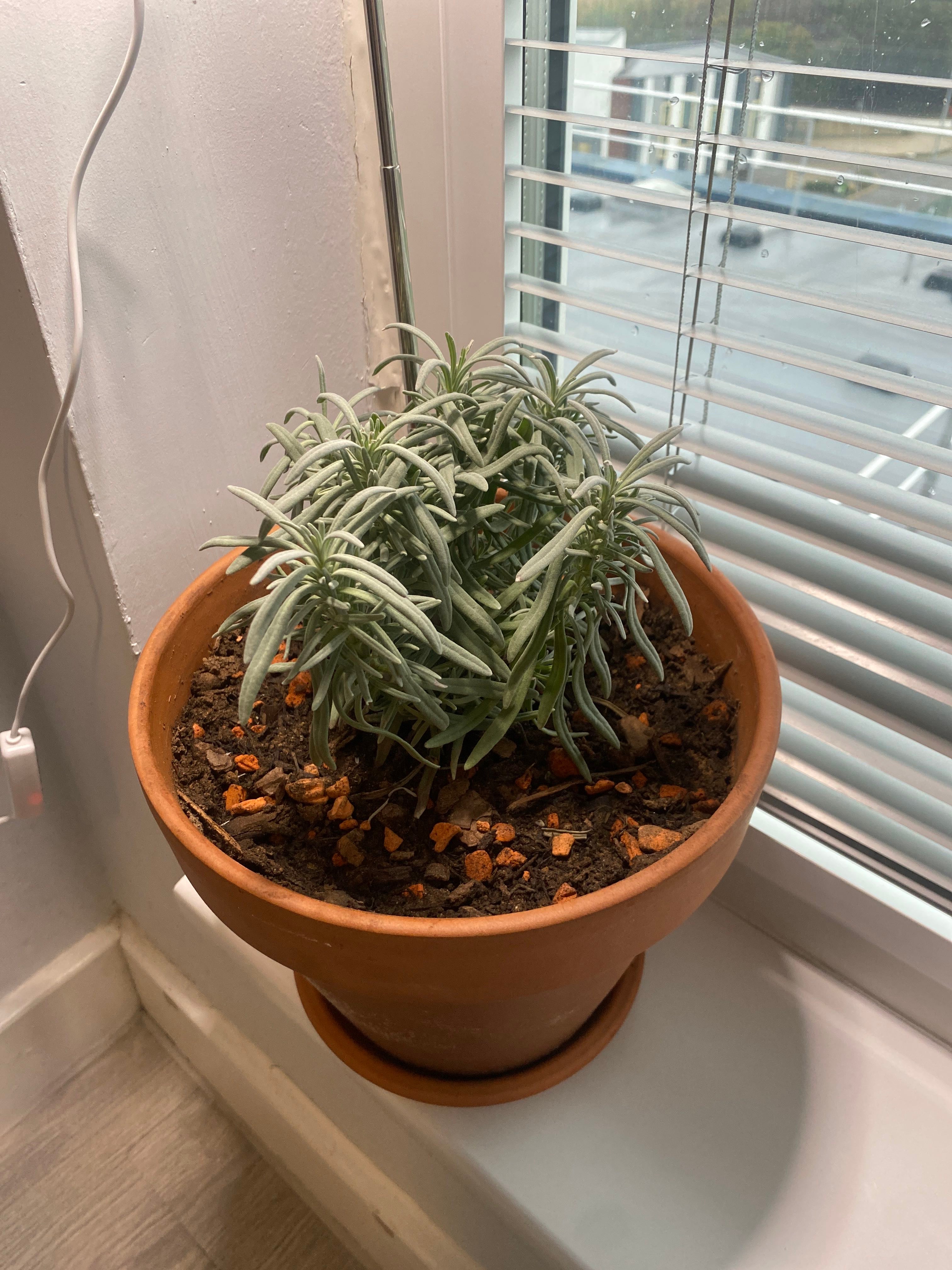 🌸 Where Can Goodwin Creek Lavender Grow? Zones 7a-9b