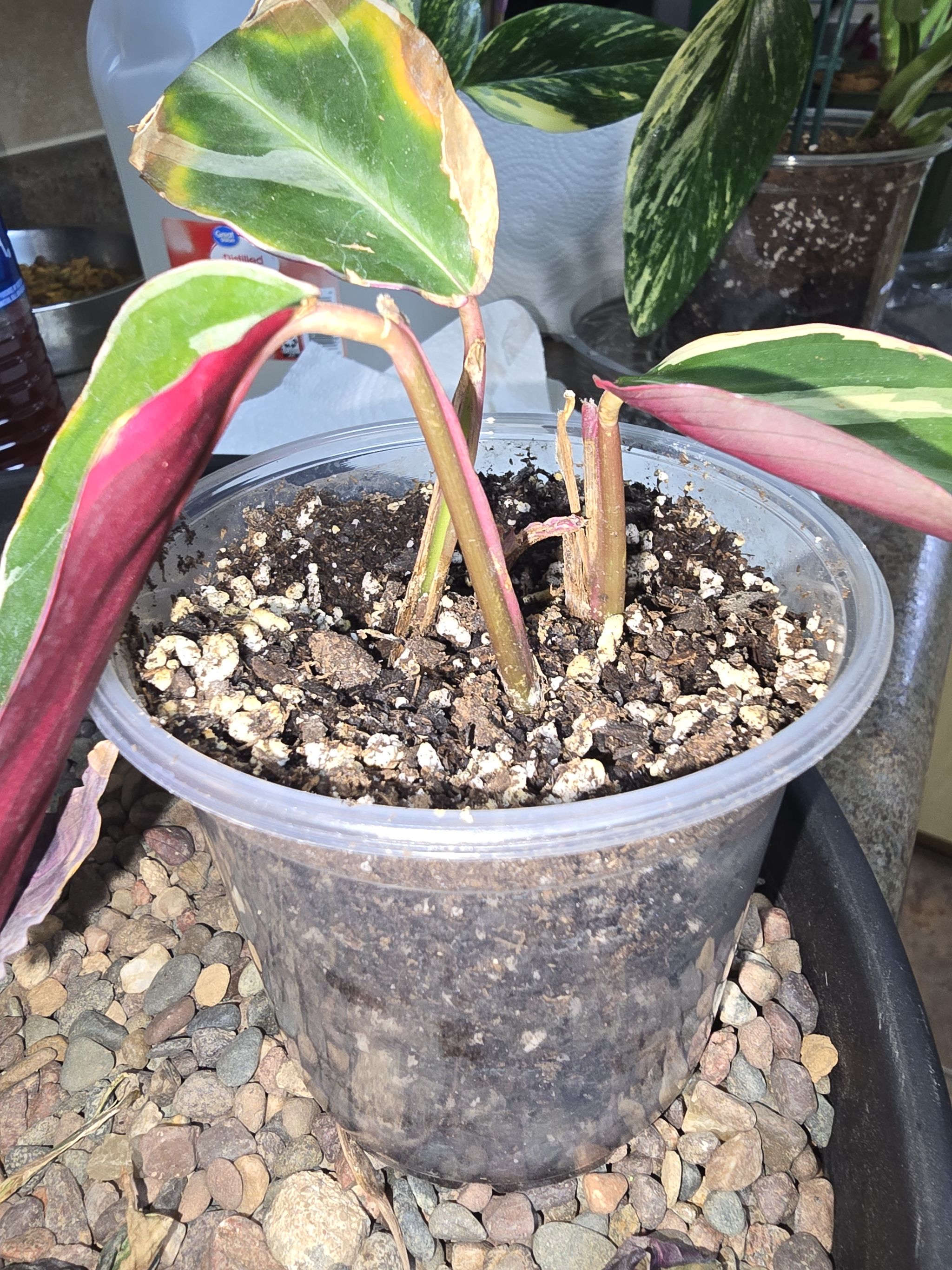 Common Stromanthe Sanguinea 'tricolor' Problems