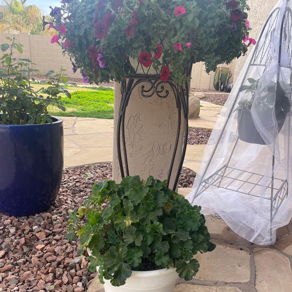 Pelargonium appendiculatum Plant Care: Water, Light Pelargonium appendiculatum Plant Care: Water, Light
