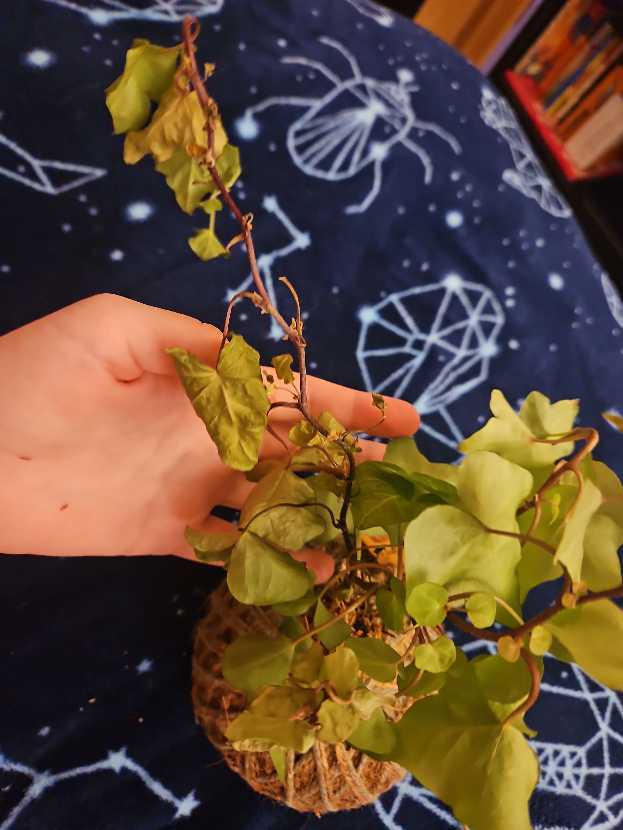 How to Care for English Ivy: Mastering Water, Sunlight & More