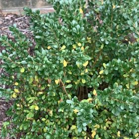 The Complete Compacta Holly Plant Care Guide: Water, Light & Beyond