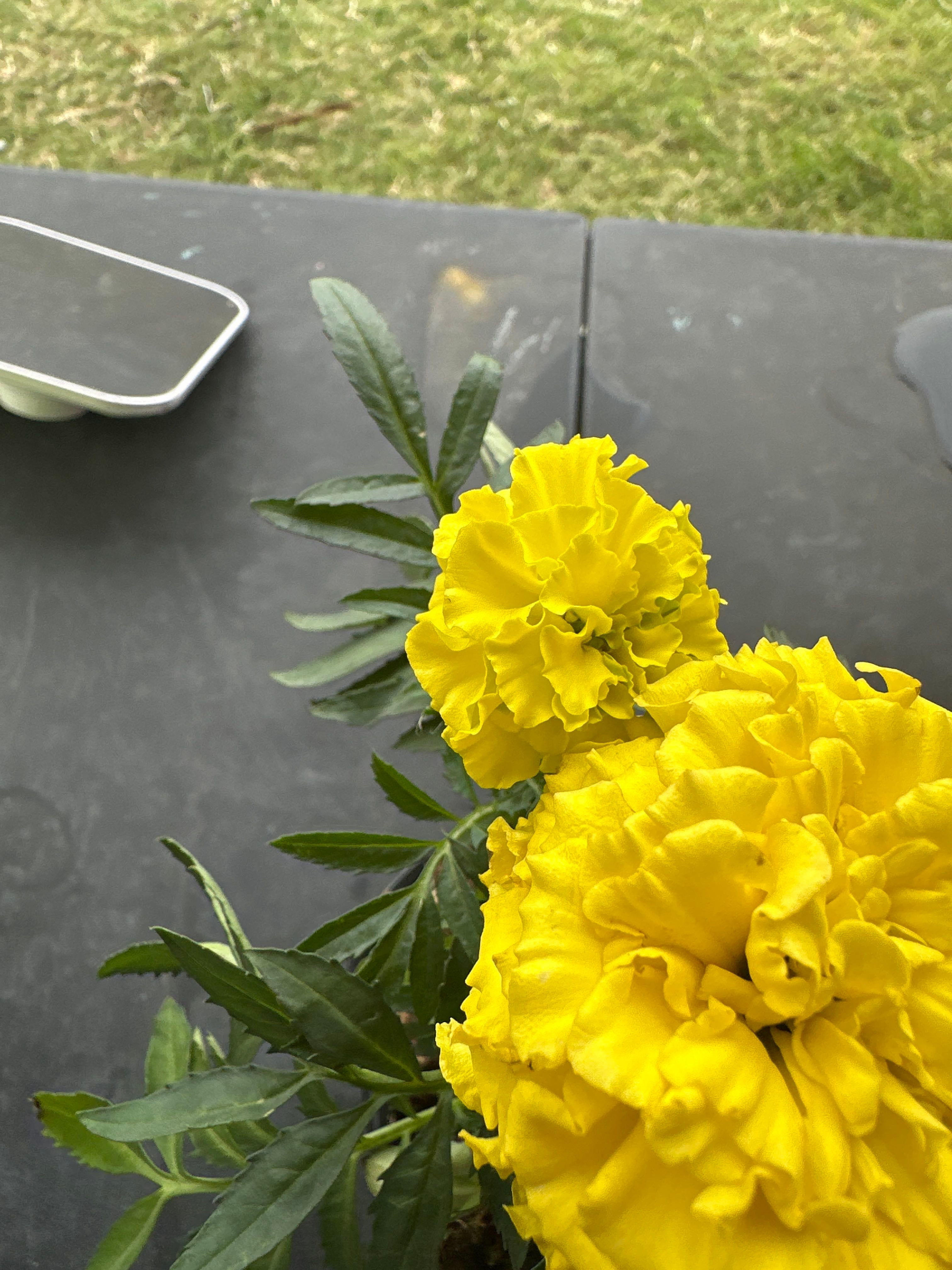 Ultimate Guide to Tagetes erecta Varieties