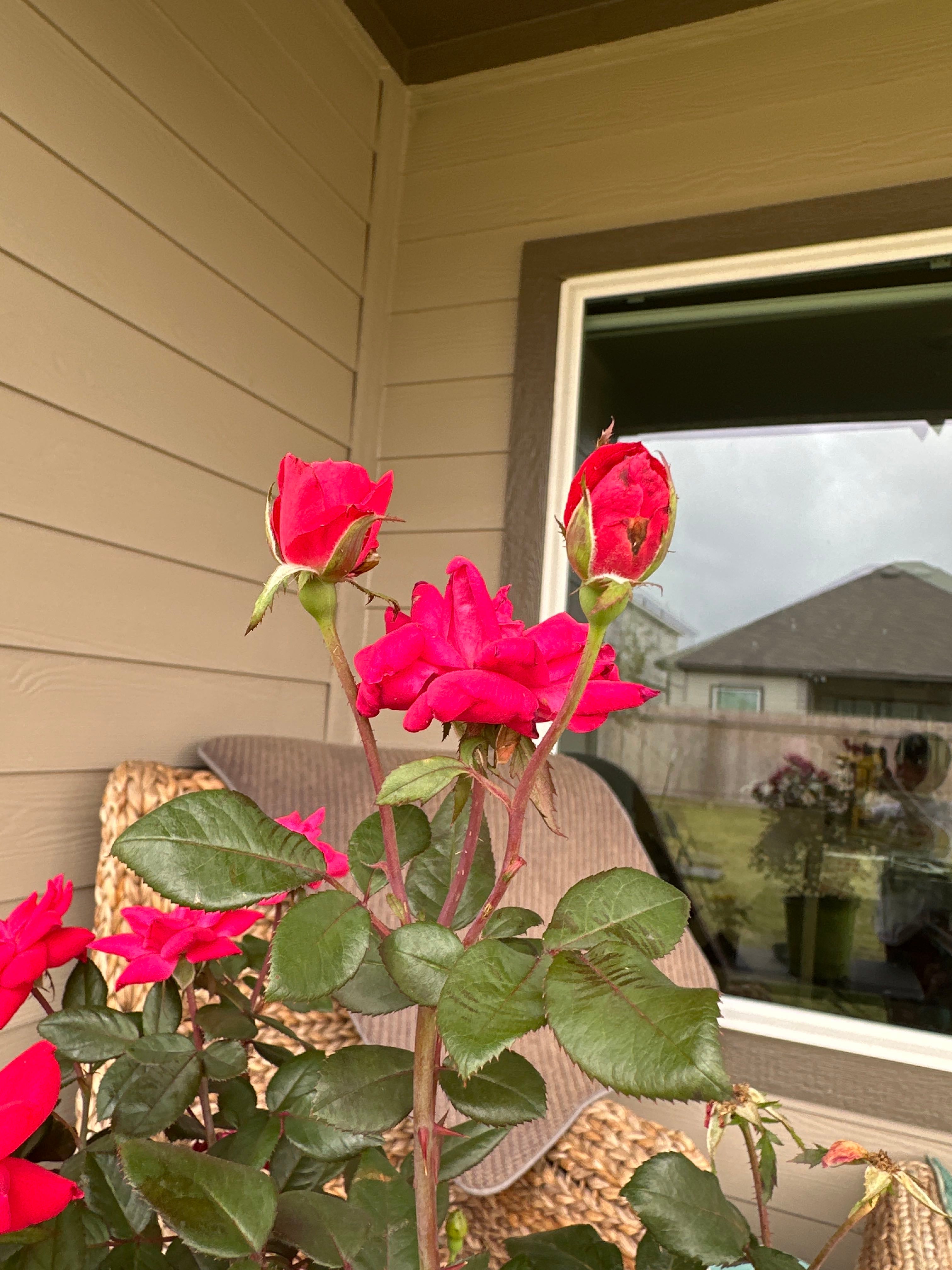 Best Tips for Propagating Wild Rose 🌹