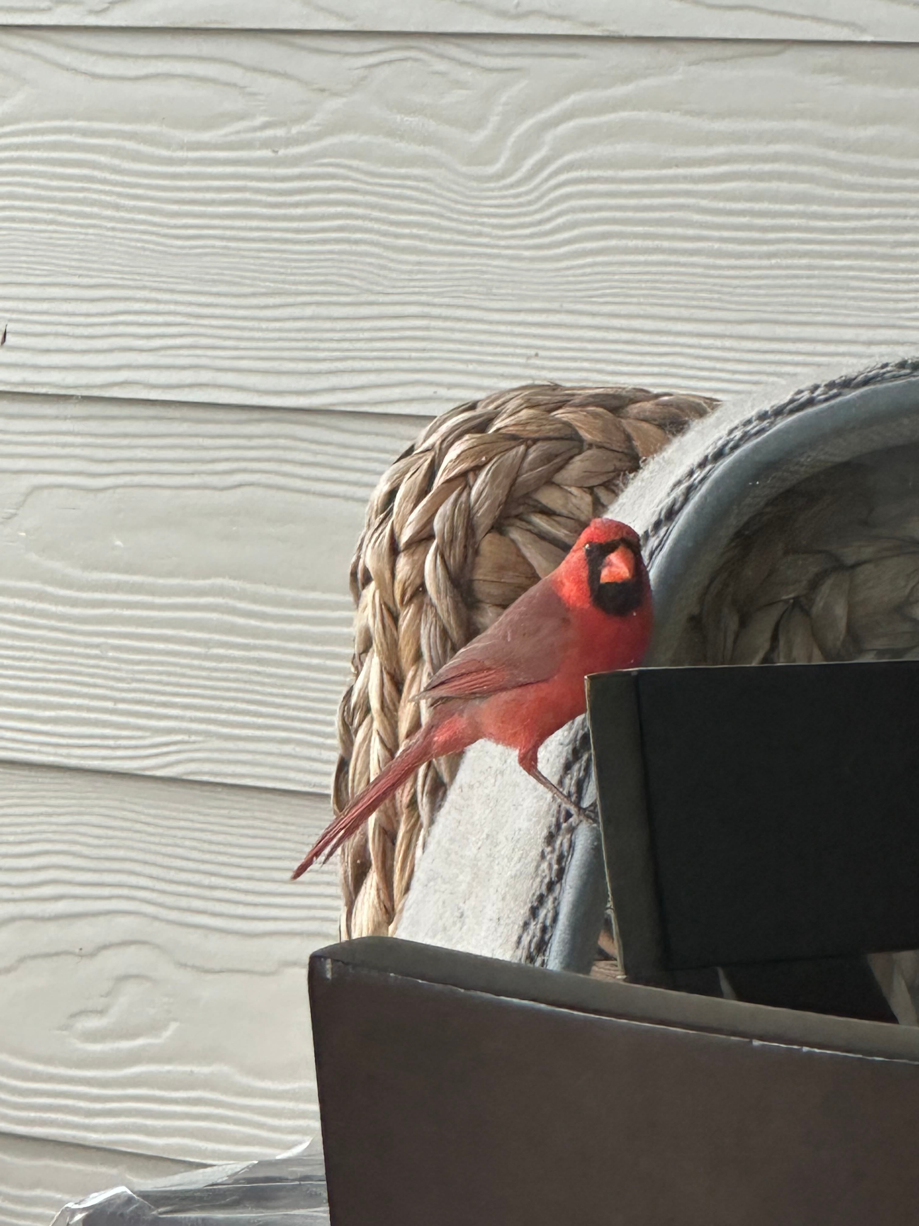 Why Supertunia Vista Bubblegum Is Not a Perennial