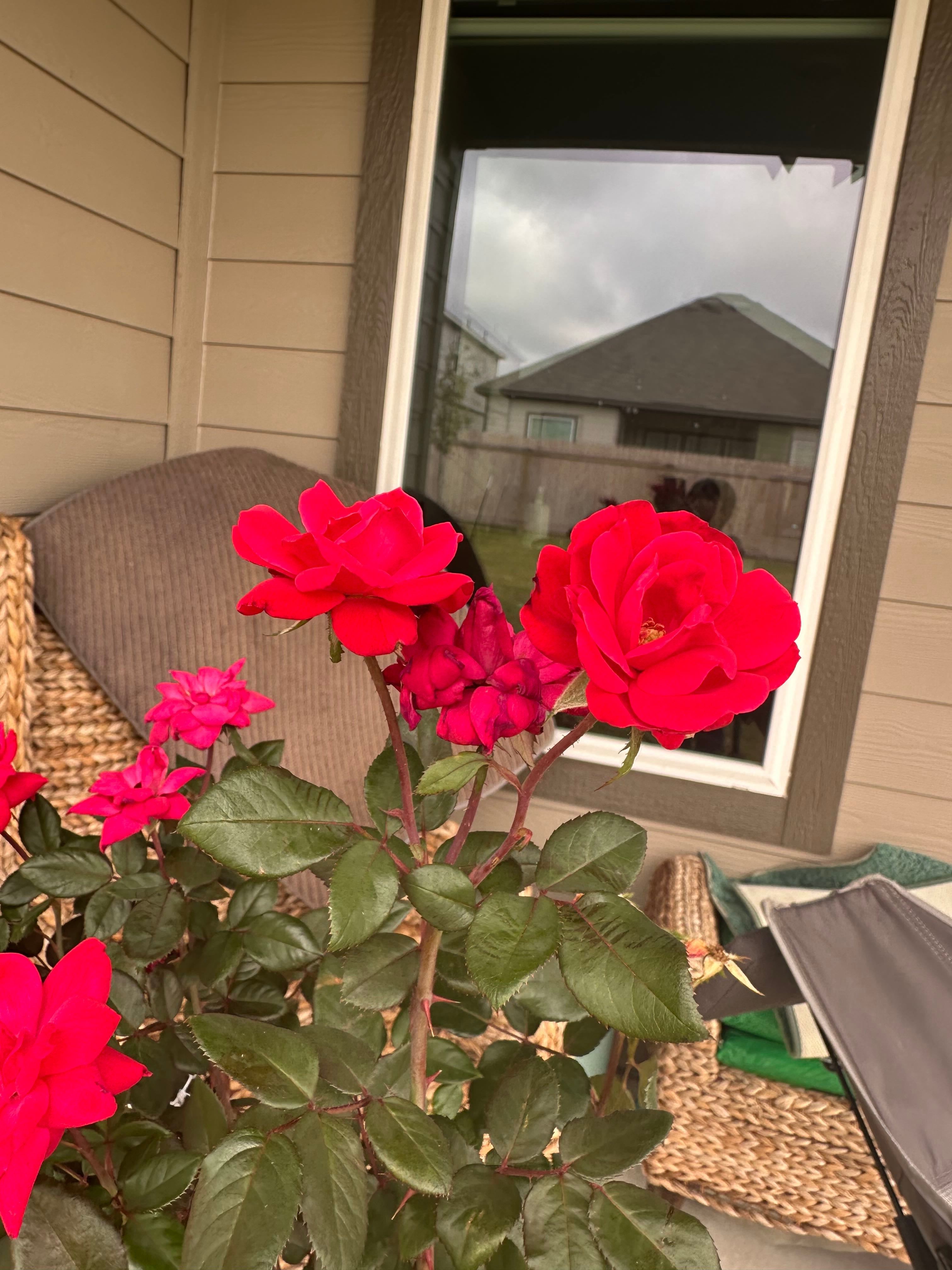 Best Tips for Propagating Wild Rose 🌹