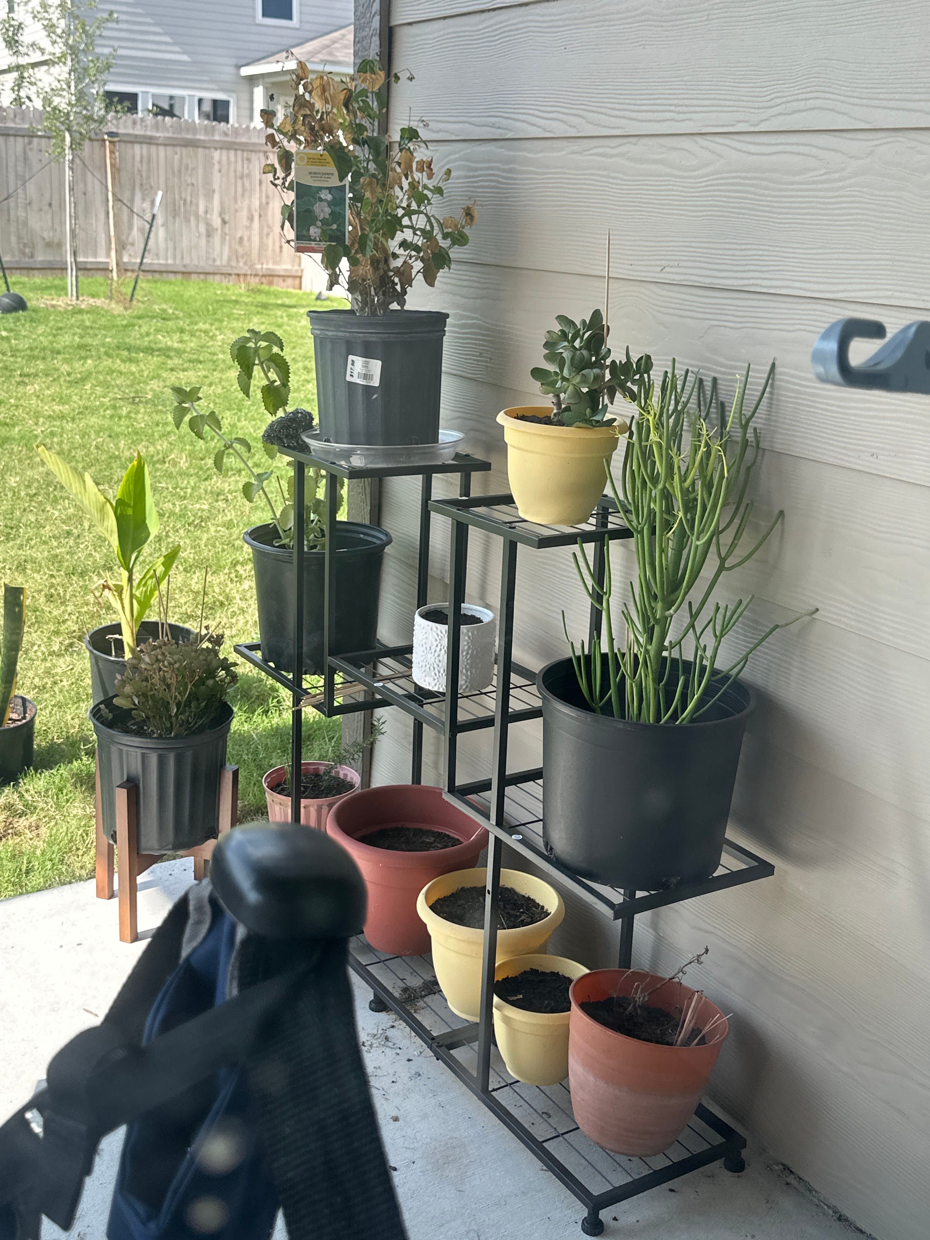 Optimal Temperature for Your Methley Plum Tree 🍑