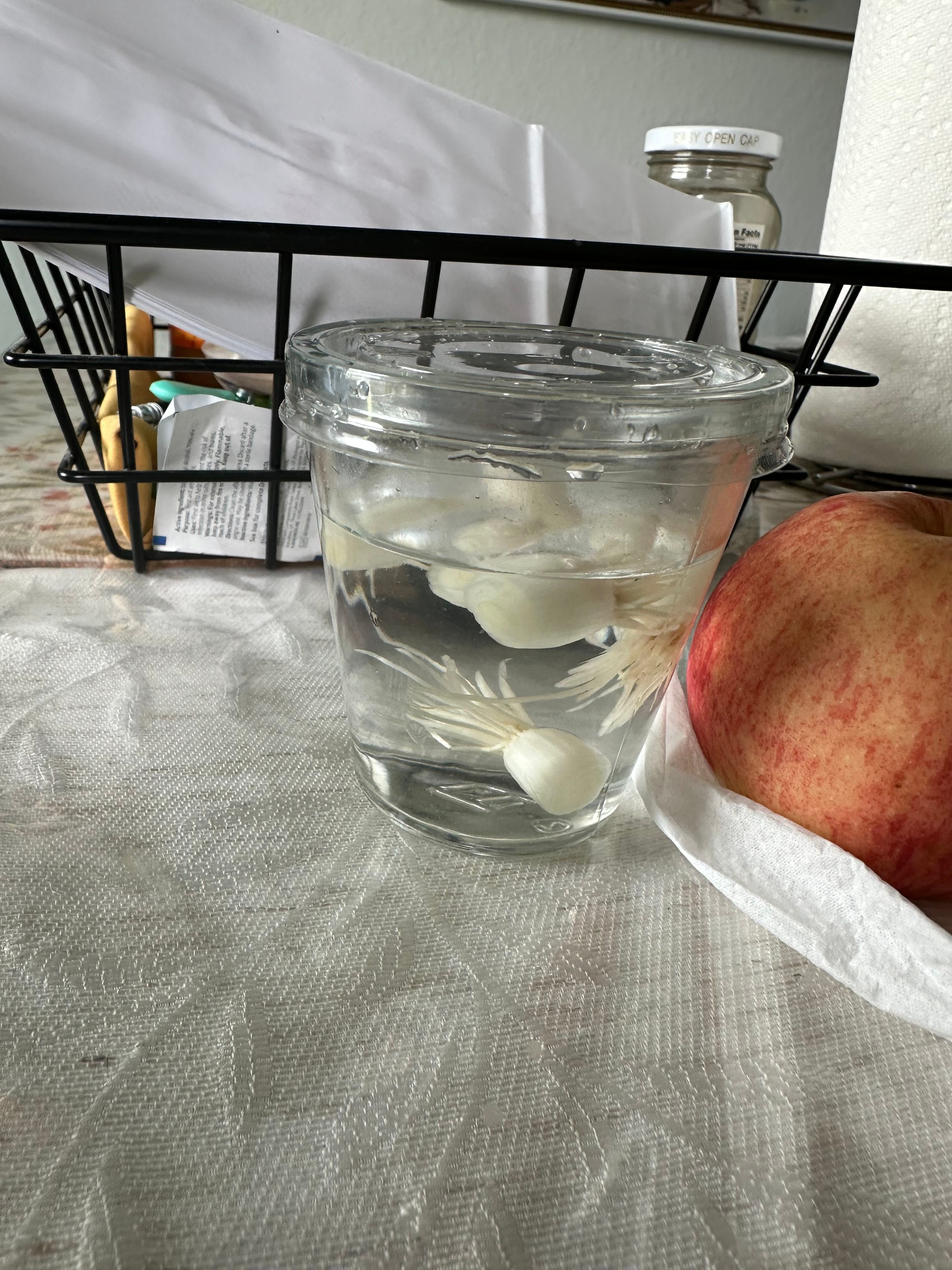 Texas Early Grano Onion Explained: Key Information 🧅