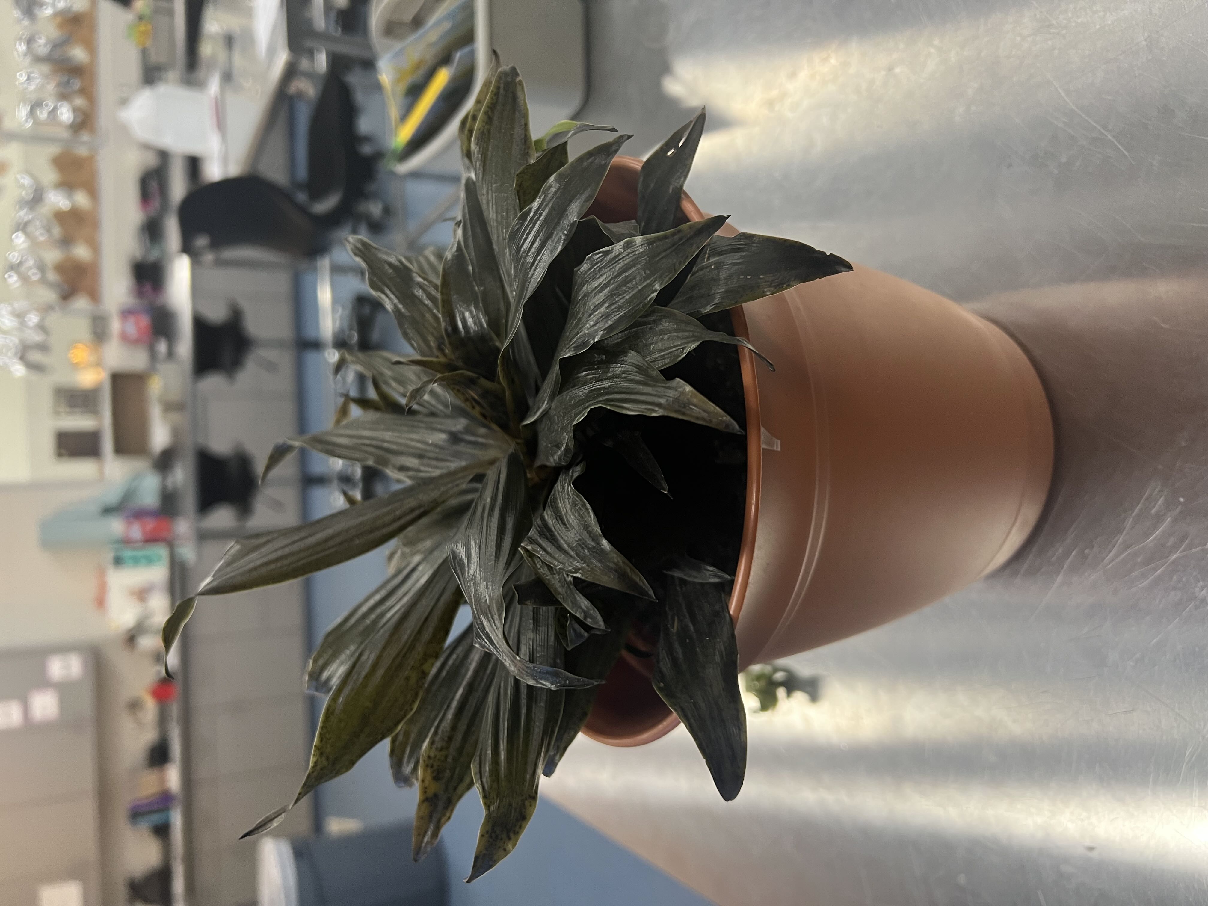 Snake Plant 'Golden Wendy' Plant Care: Water, Light, Nutrients | Greg App 🌱