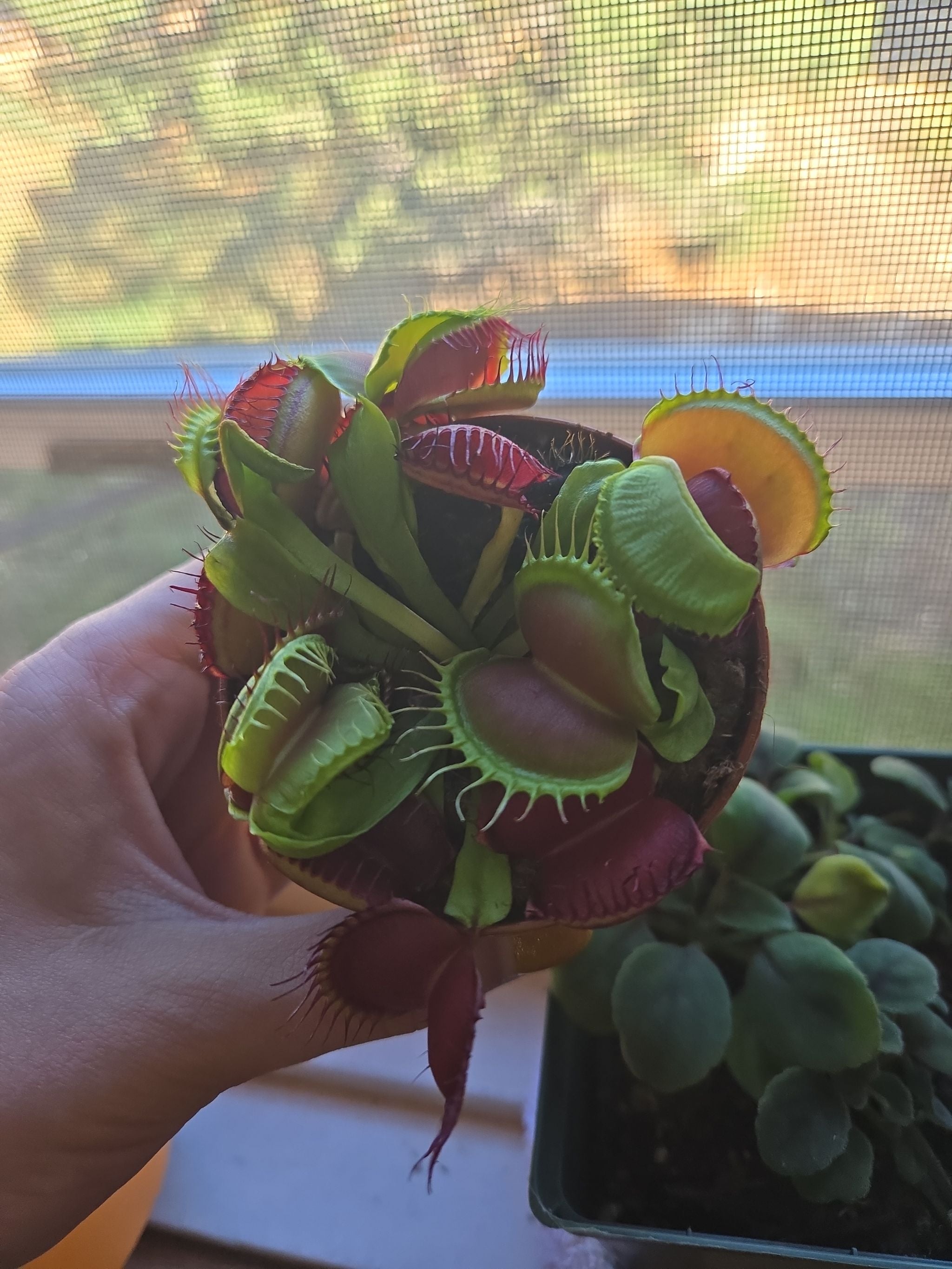 🪰 Ultimate Guide to Light Requirements for Venus Fly Trap