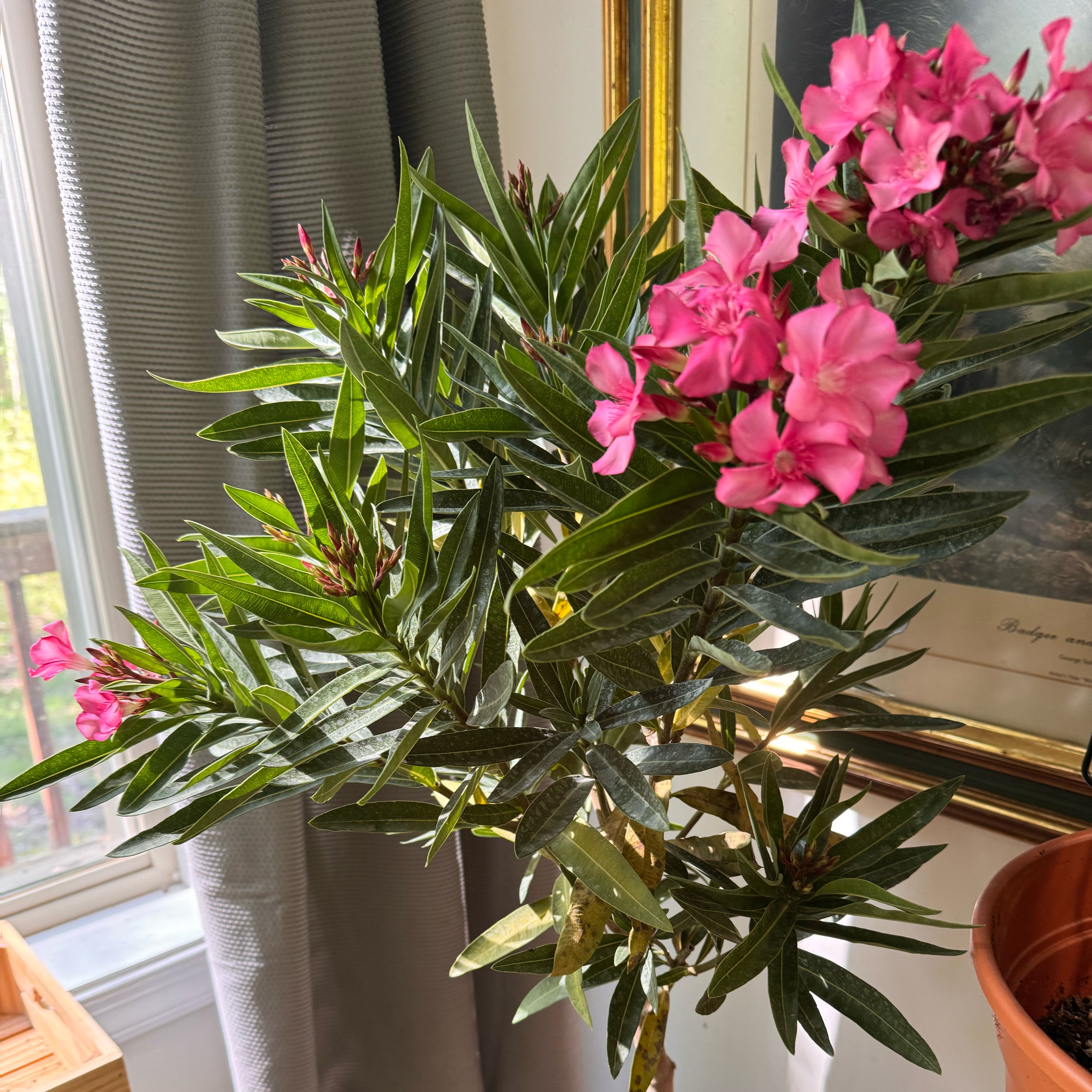 Achilles | A plant by @Annaconda on Greg