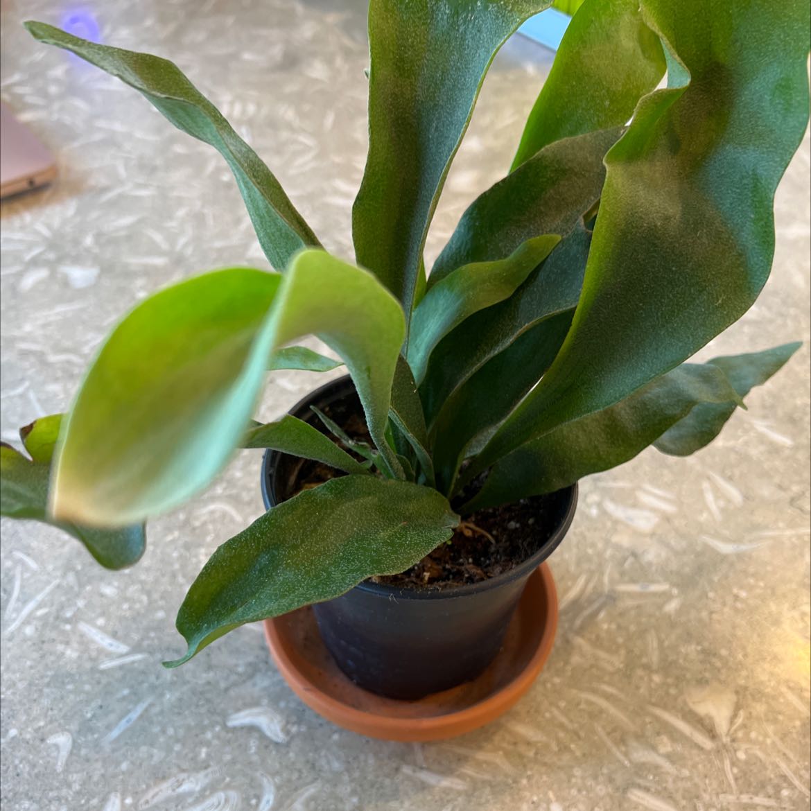 Staghorn Fern - Ultimate Guide to Fertilizing