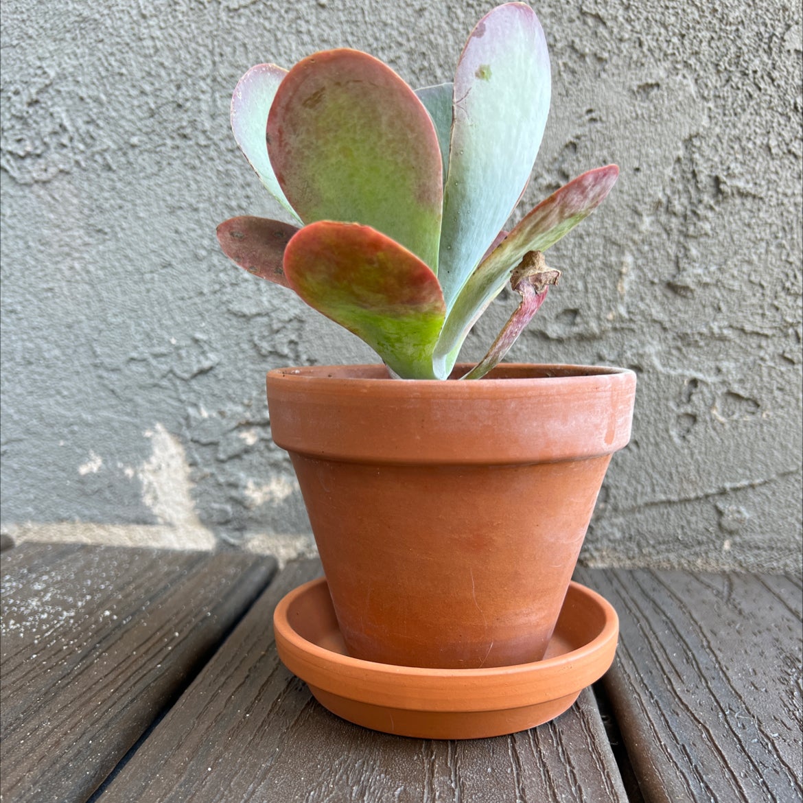 10 Benefits Of Having A Paddle Plant