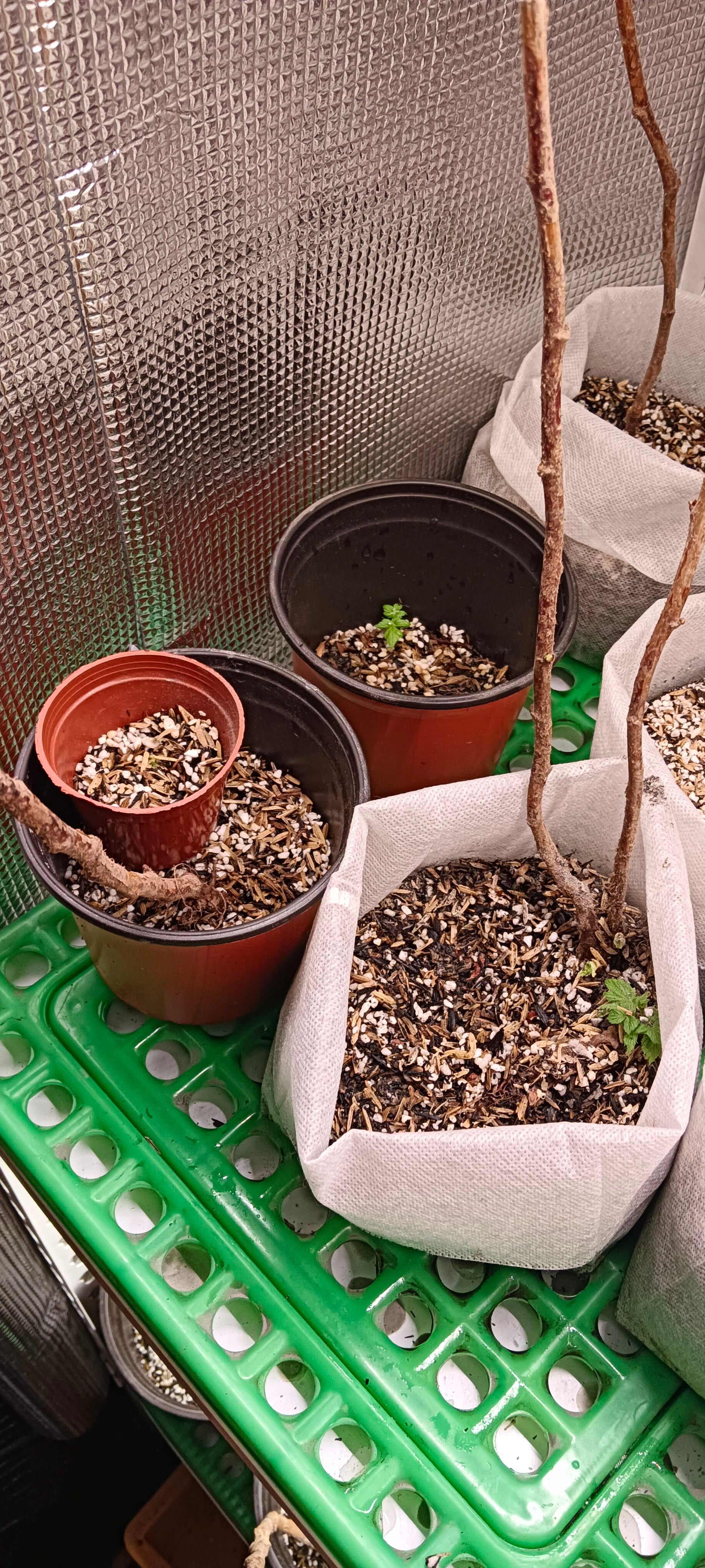 5 Do's and Don'ts of Growing Latham Raspberry 🍇