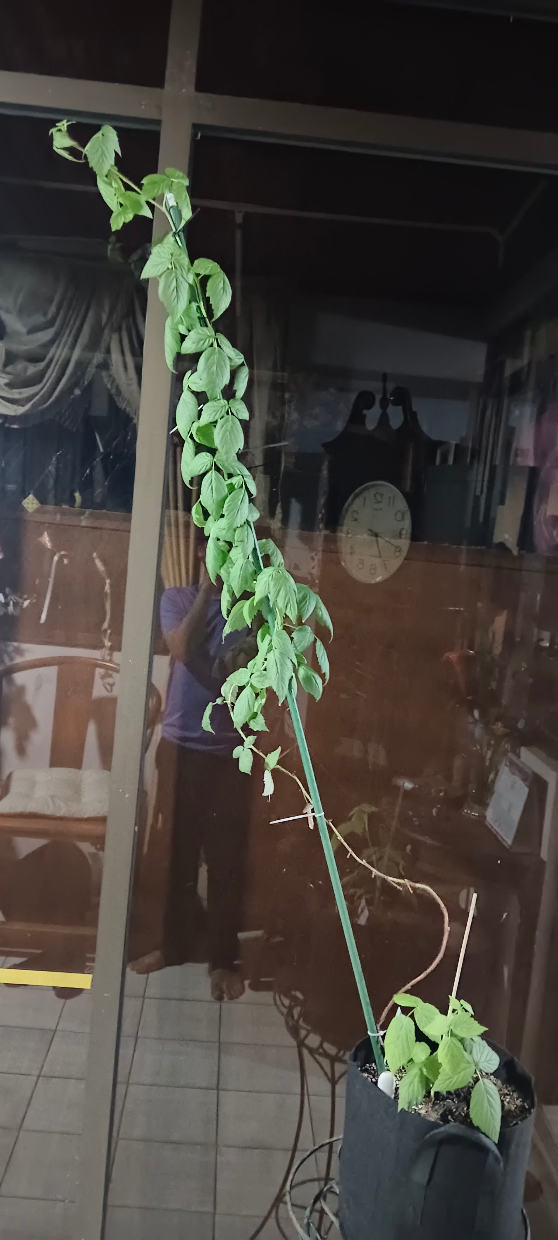 What is a Malling Jewel Raspberry? Complete Guide 🍇