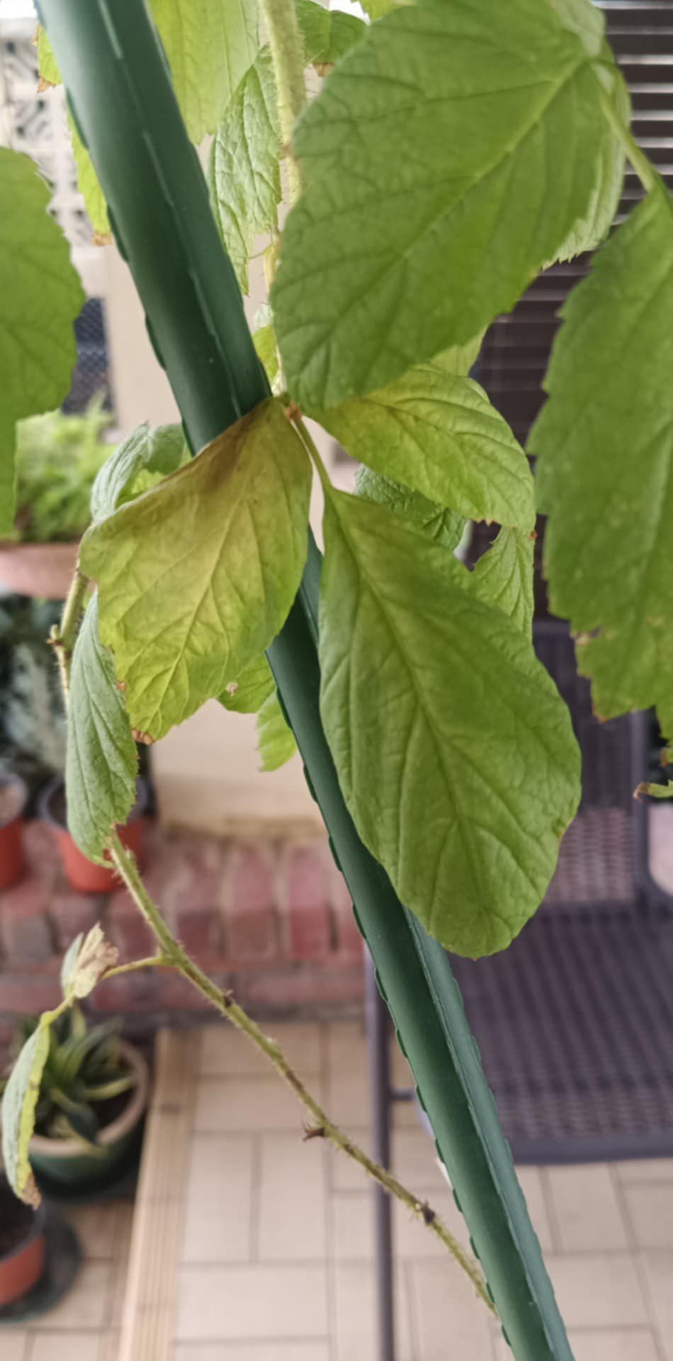 Ultimate Guide to Black Raspberry Varieties 🍇