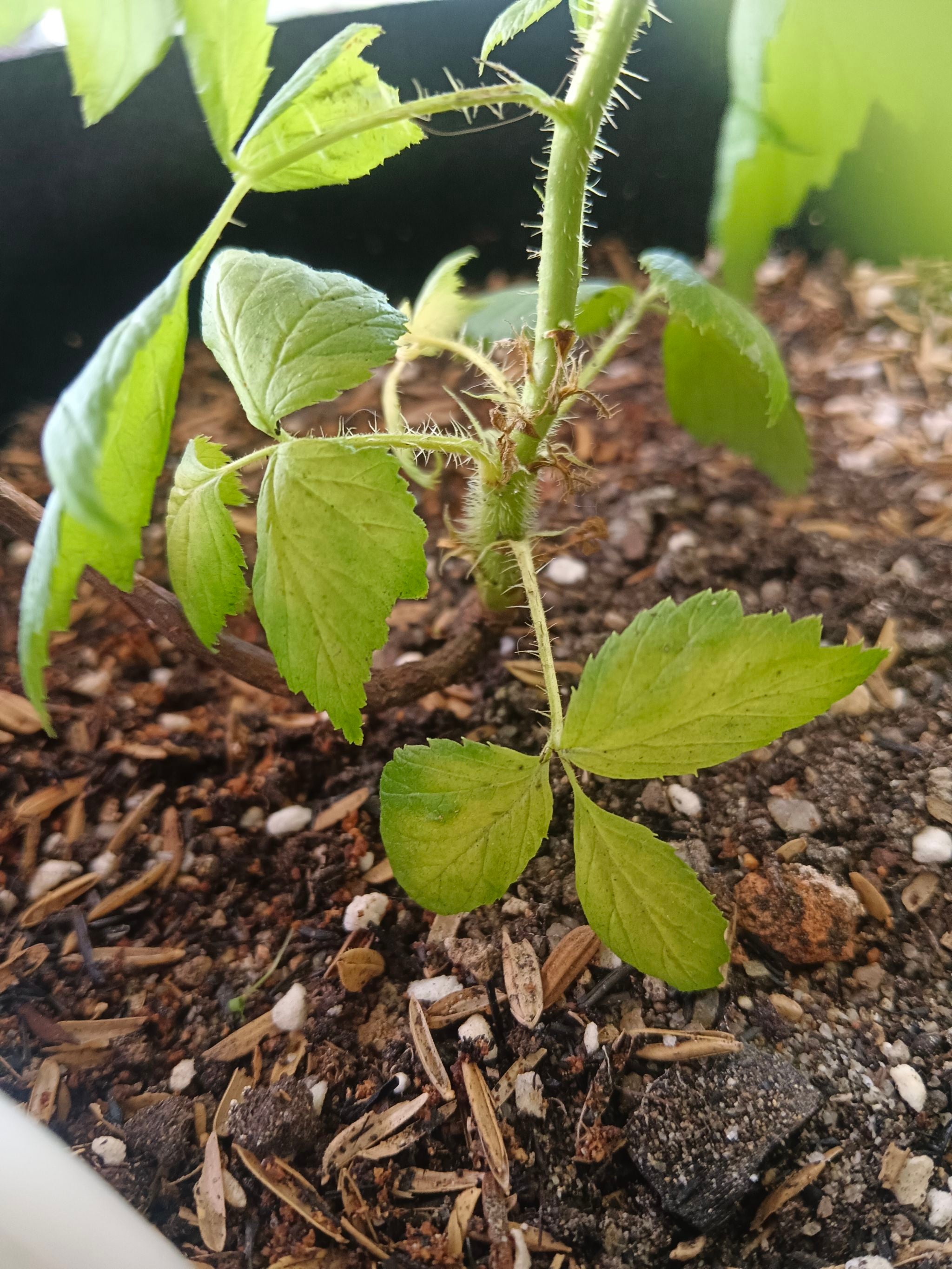 Ultimate Guide to Black Raspberry Varieties 🍇