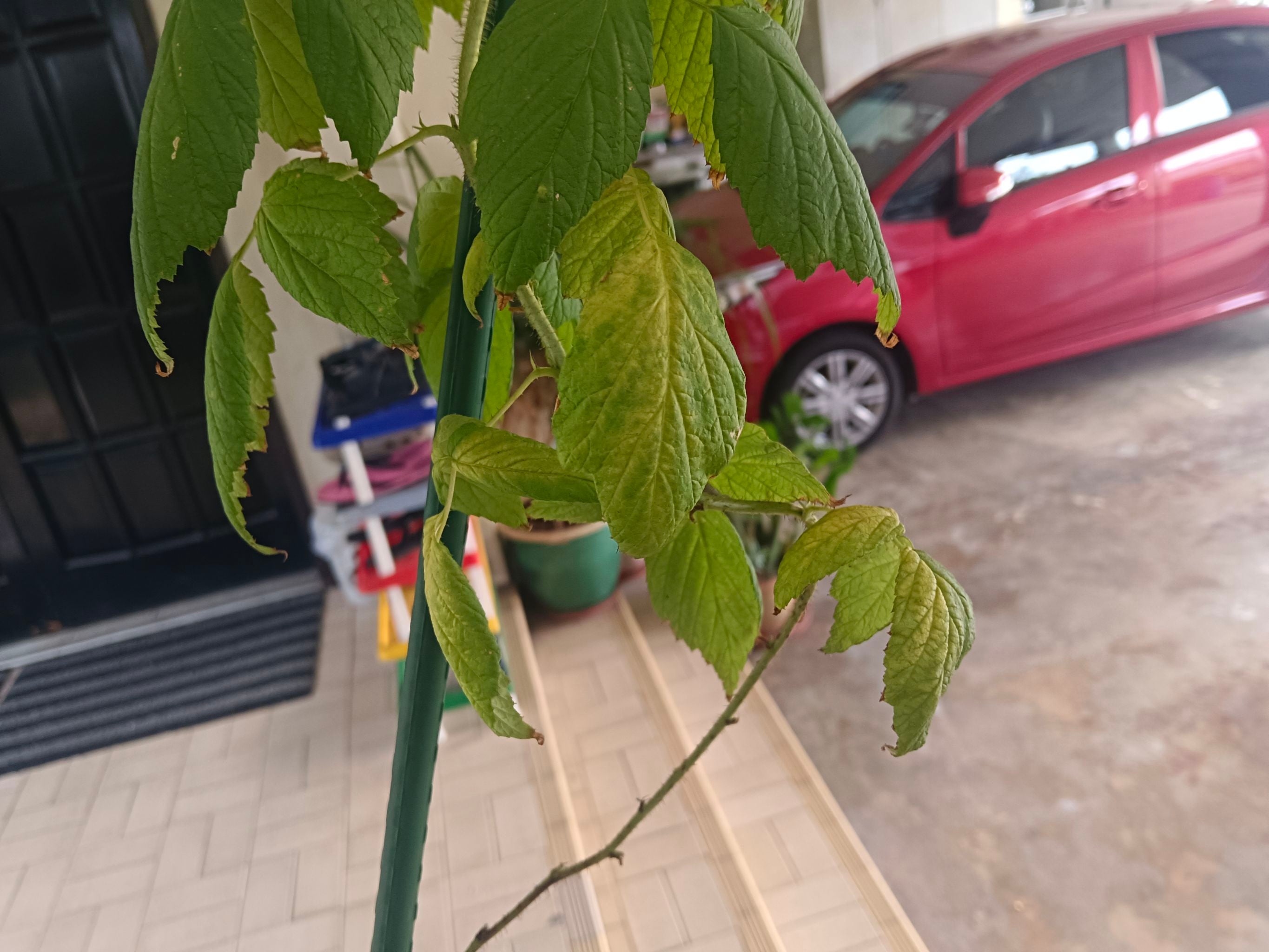 10 Perfect Spots to Plant Your Wild Raspberry 🍇