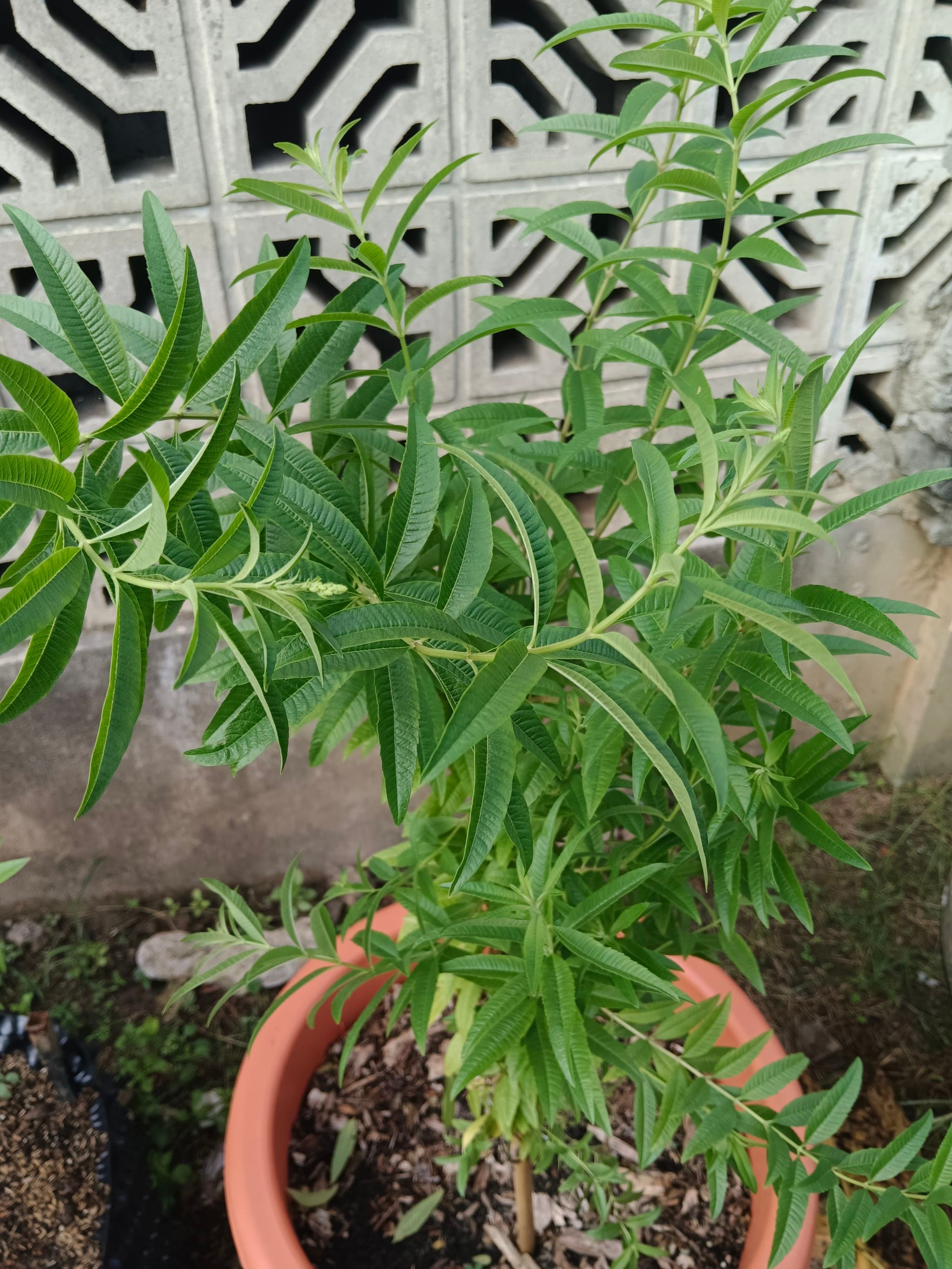 9 Plants That Love Growing with Lemon Verbena 🍋