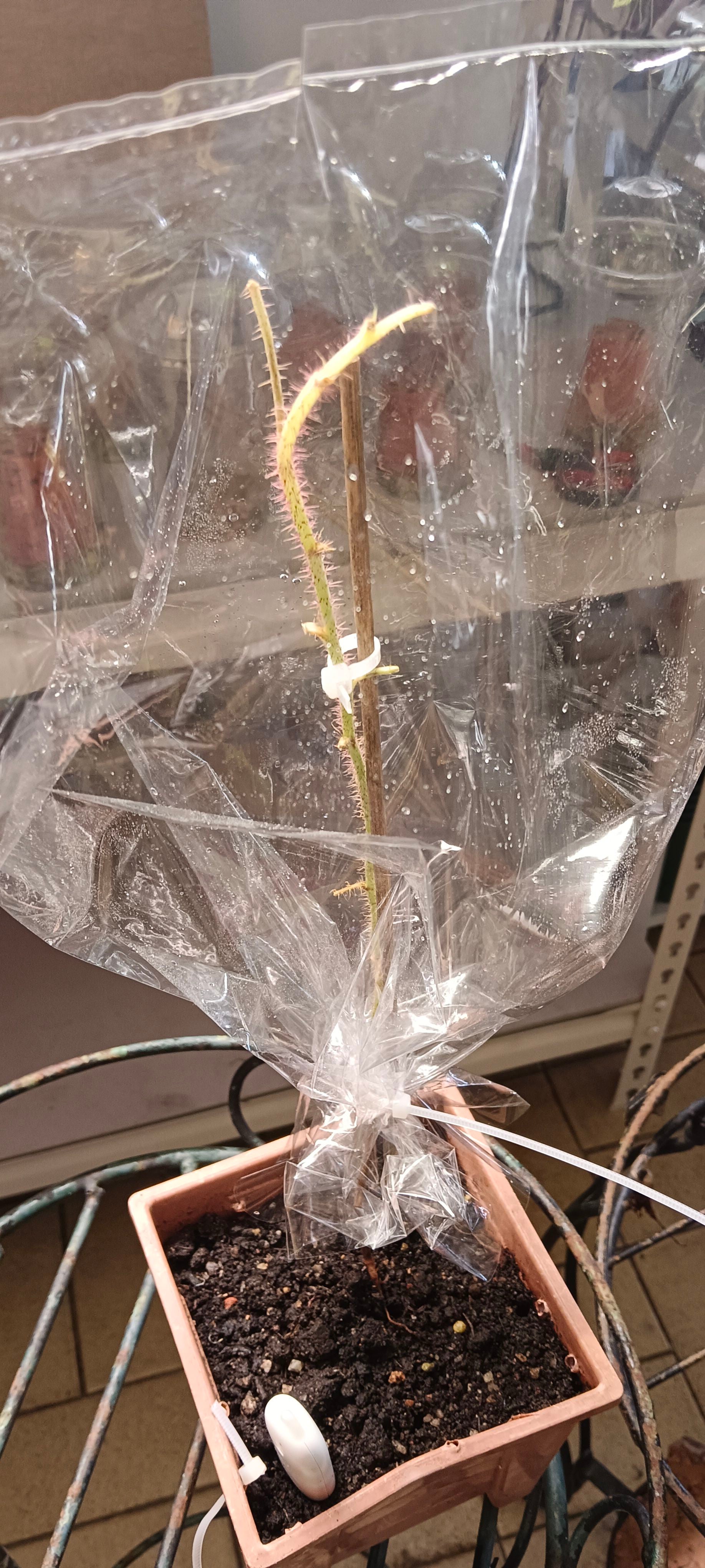 5 Secrets to Successfully Grow Youngberry 🍓