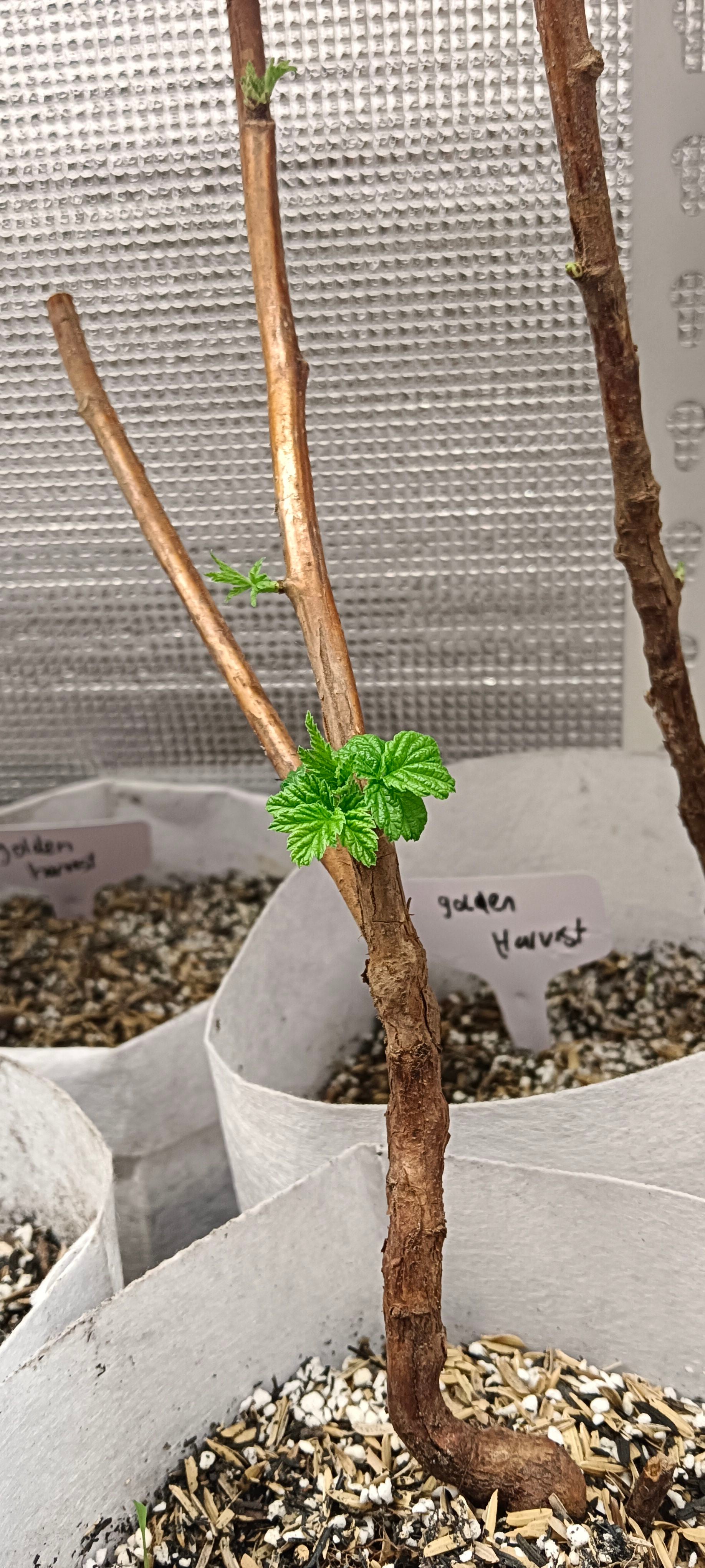 Key Milestones in Bramble Growth 🍇