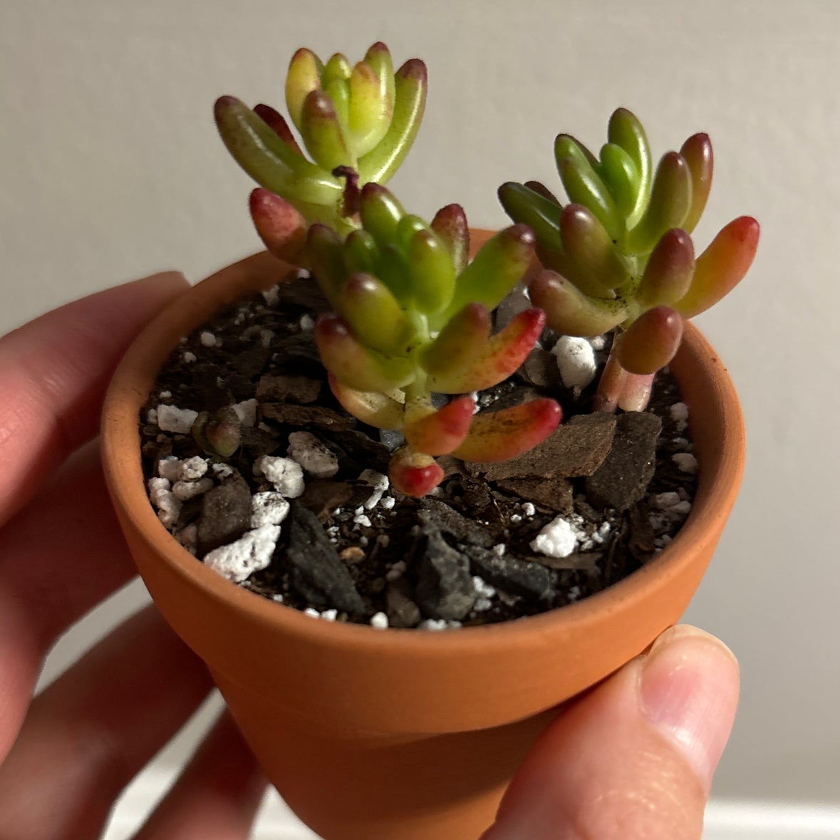 Tree Diddy | A plant by @planthigh on Greg